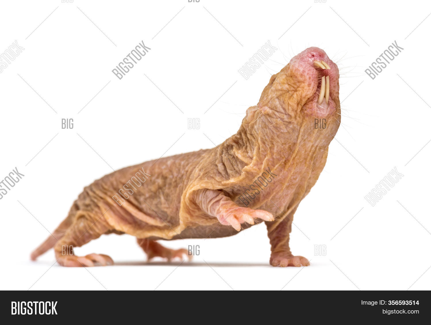 Side View Naked Mole- Image & Photo (Free Trial) | Bigstock