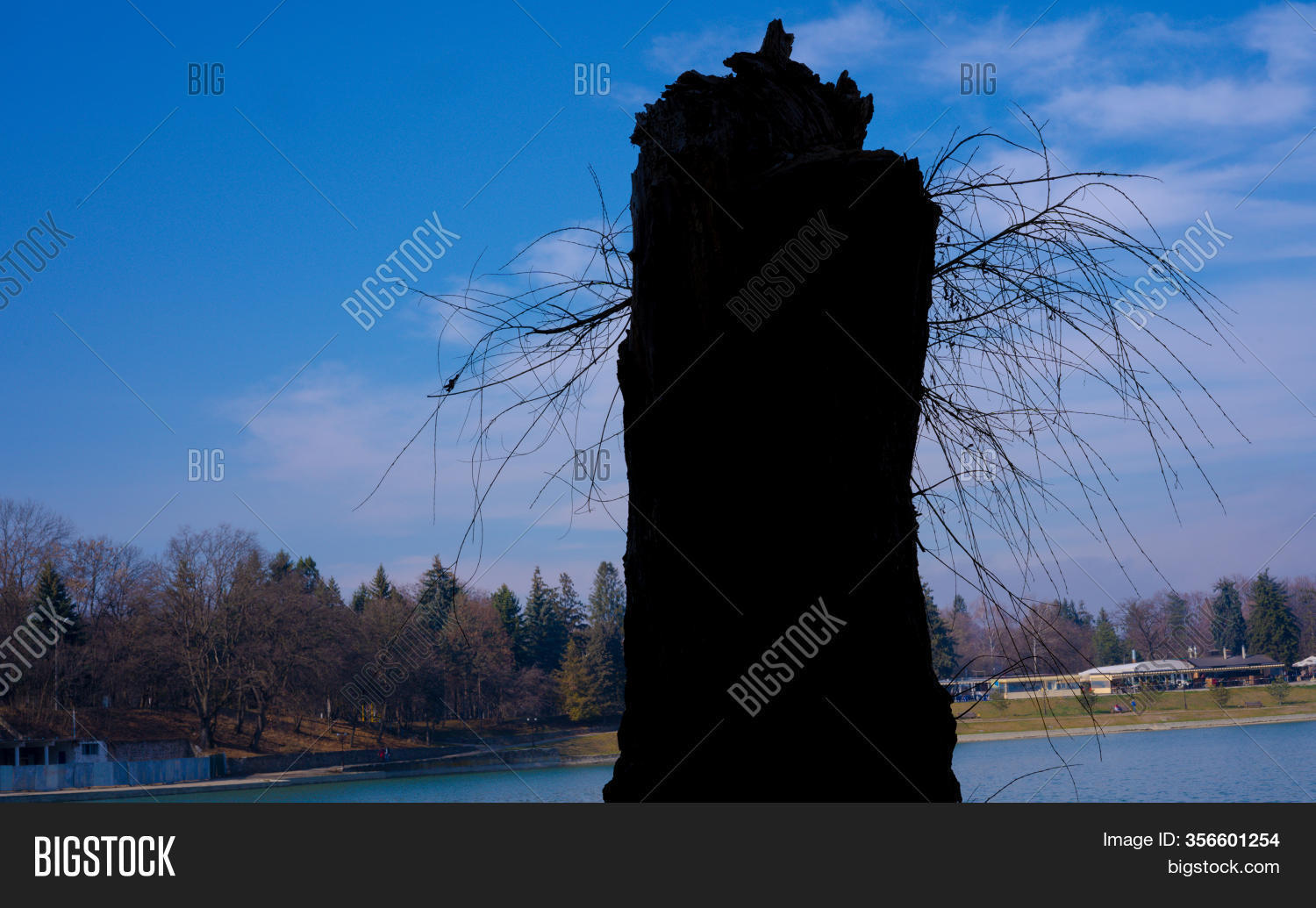 Felled Tree On Nature Image & Photo (Free Trial) | Bigstock