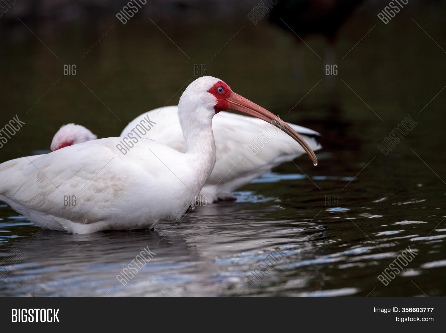 White Ibis Bird Image & Photo (Free Trial) | Bigstock