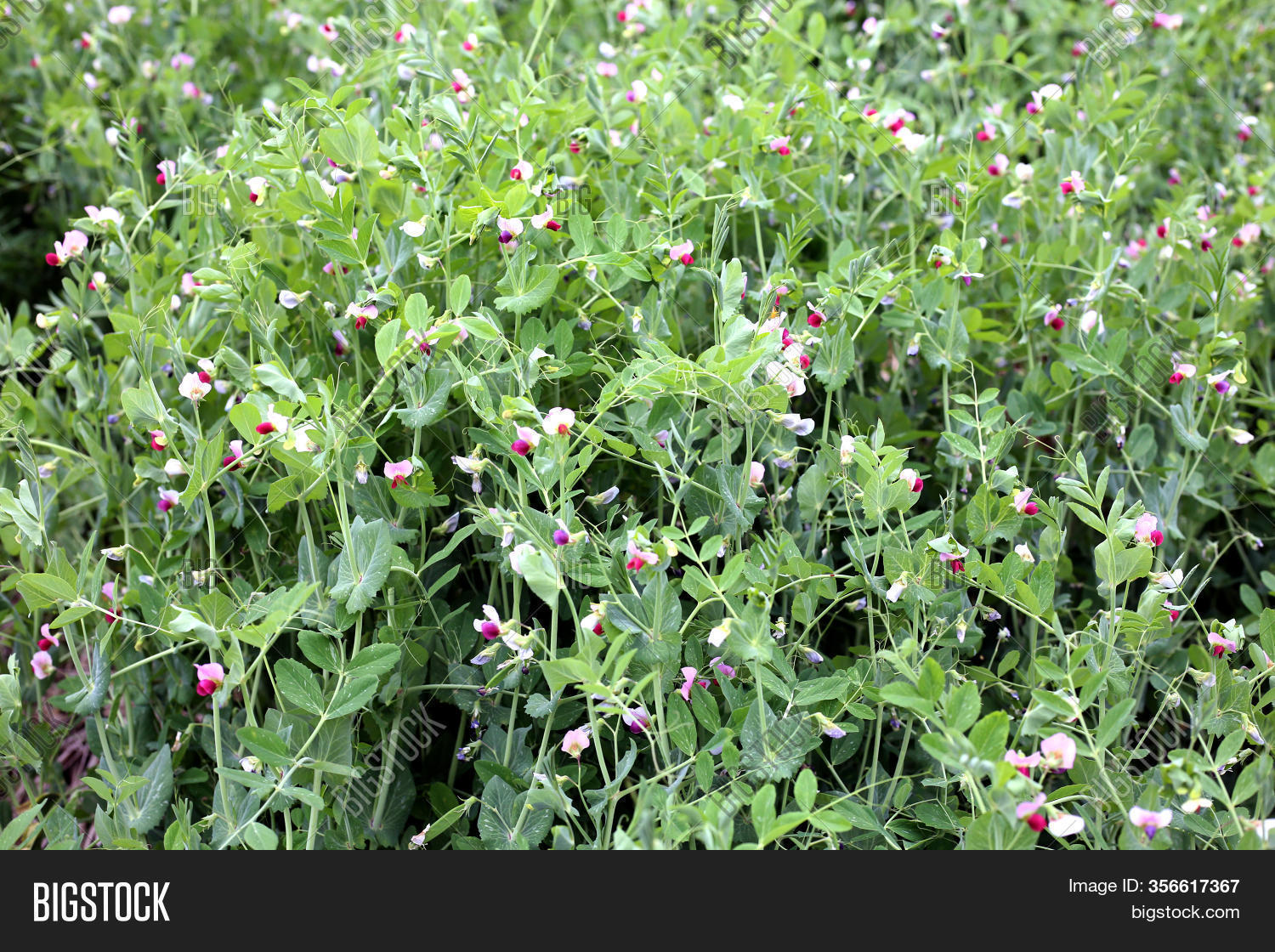 Beautiful Fresh Peas Image & Photo (Free Trial) | Bigstock