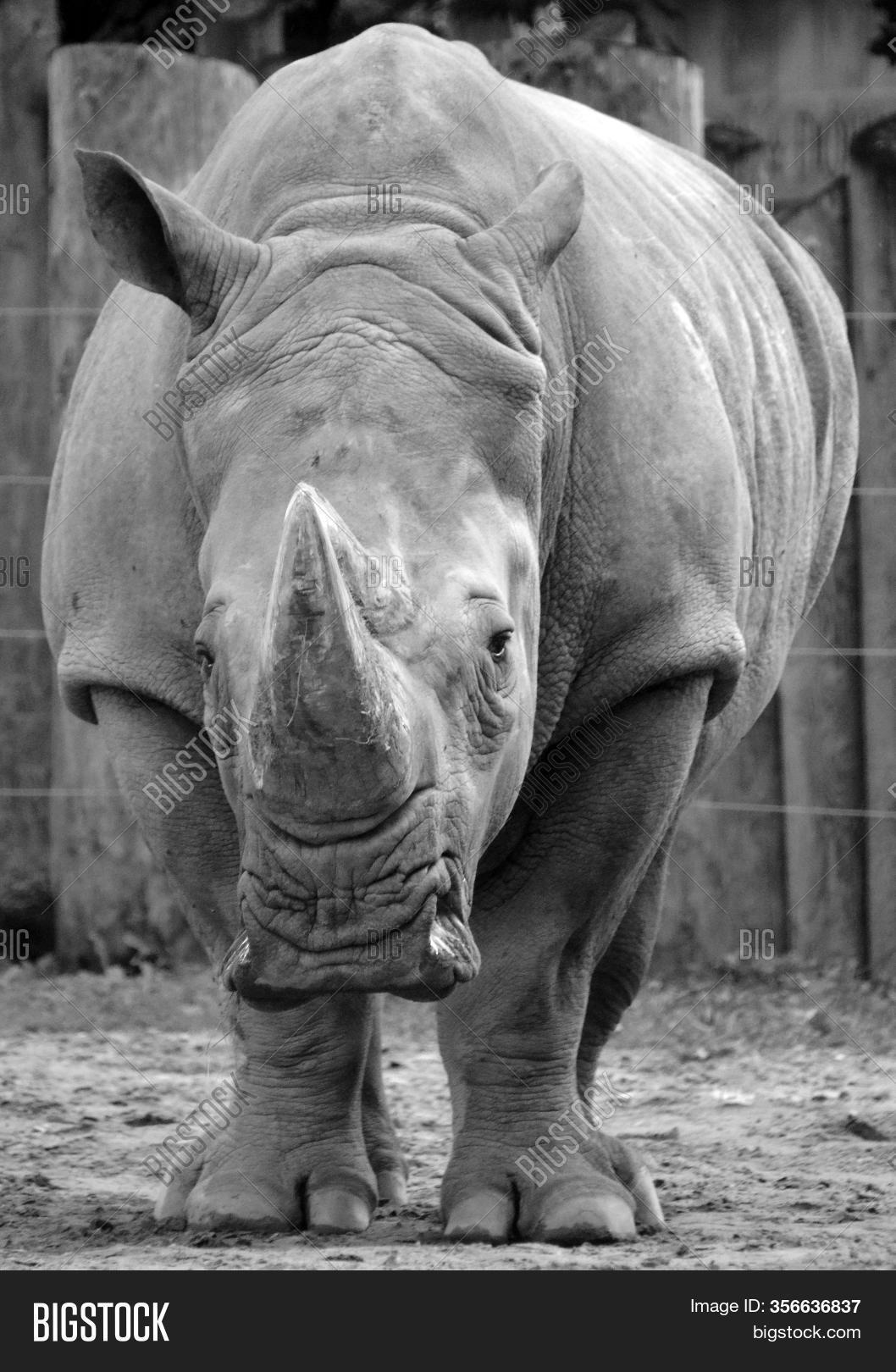 White Rhinoceros Image & Photo (Free Trial) | Bigstock