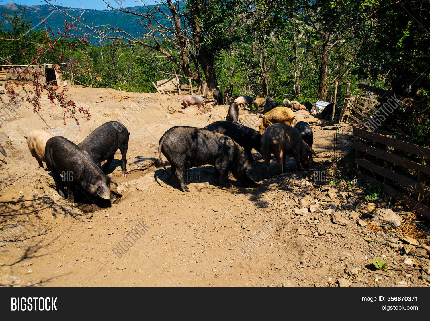 Pigs Walking Free Image & Photo (Free Trial) | Bigstock