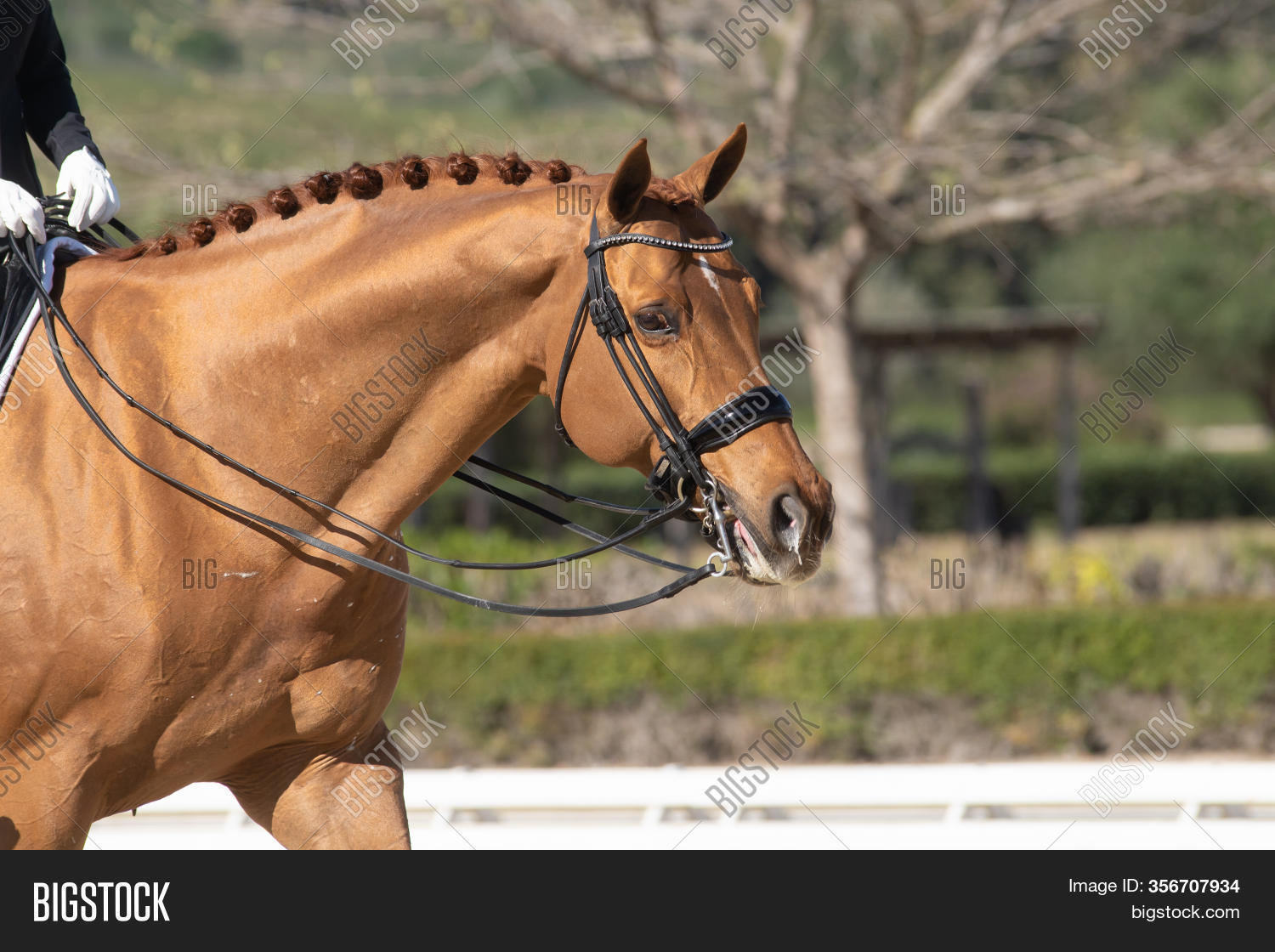 Hanoverian Horse Dressage