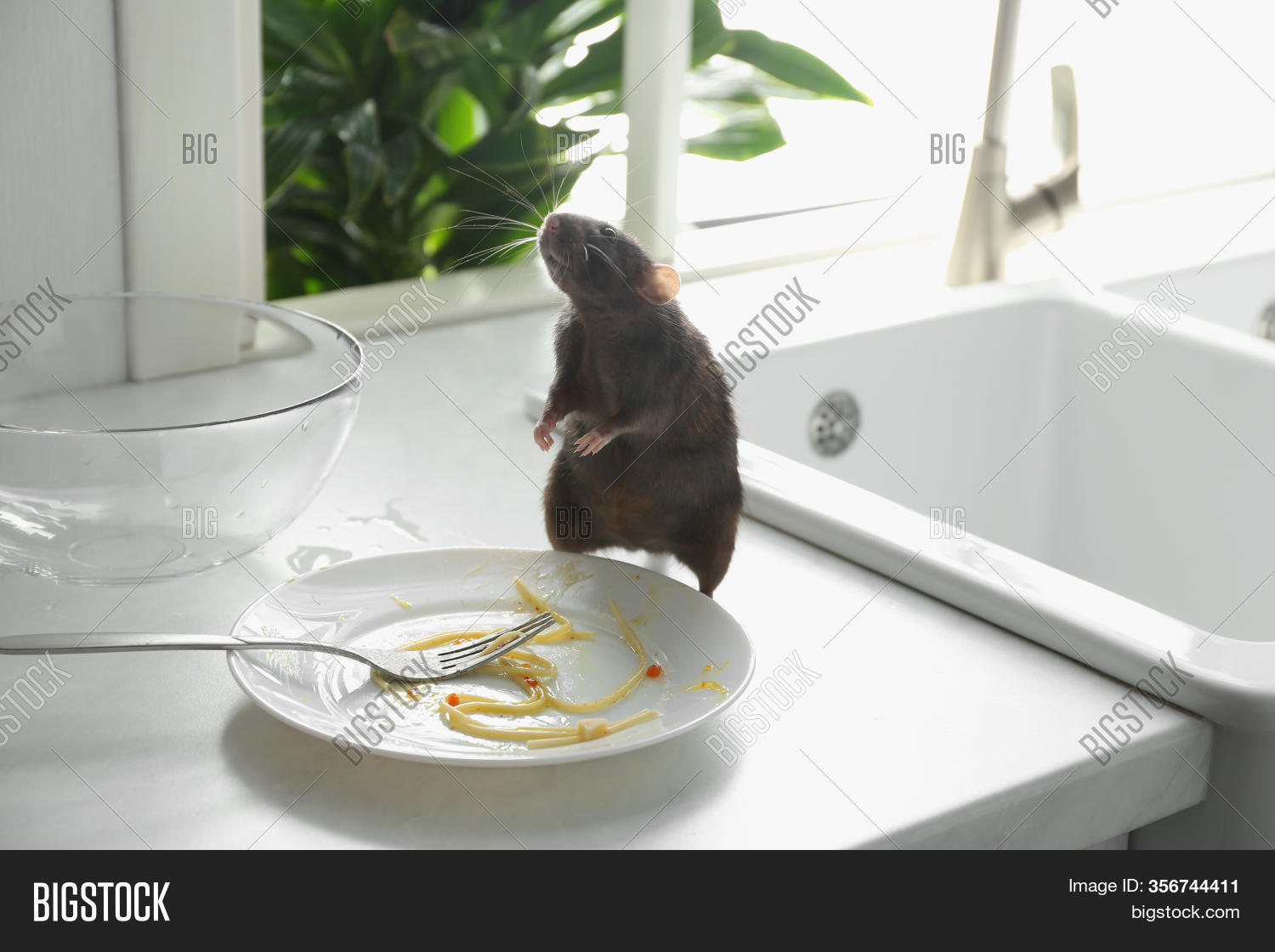 Rat Near Dirty Plate Image & Photo (Free Trial) | Bigstock