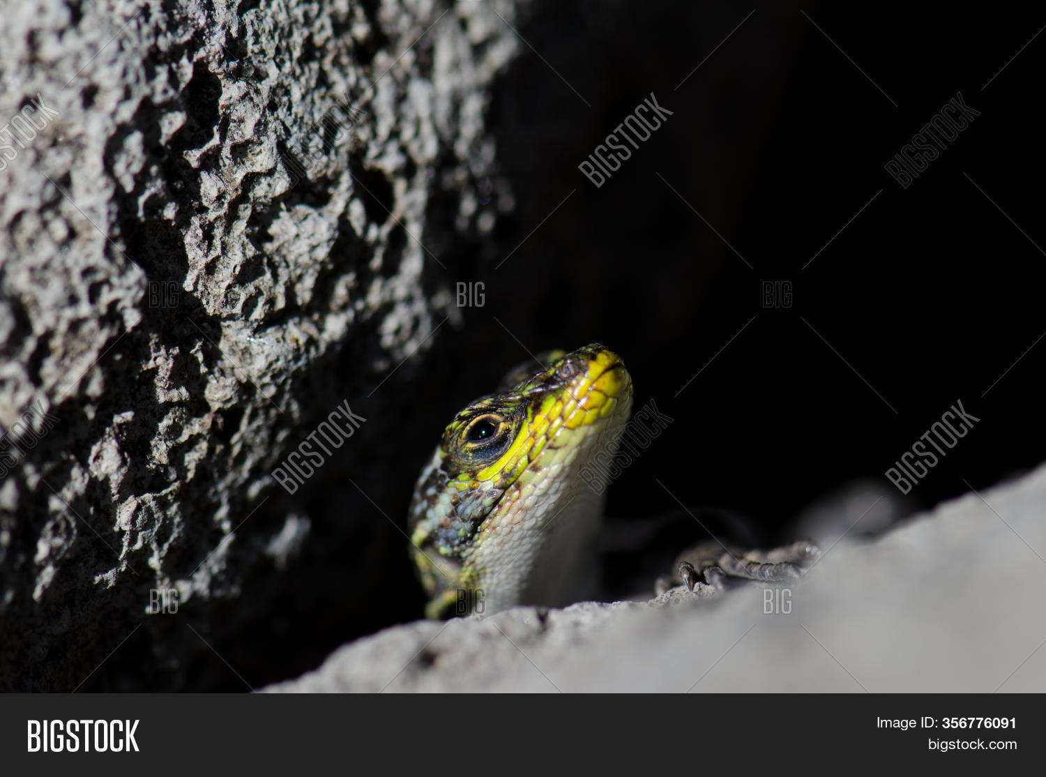 Male Jewel Lizard Image & Photo (Free Trial) | Bigstock