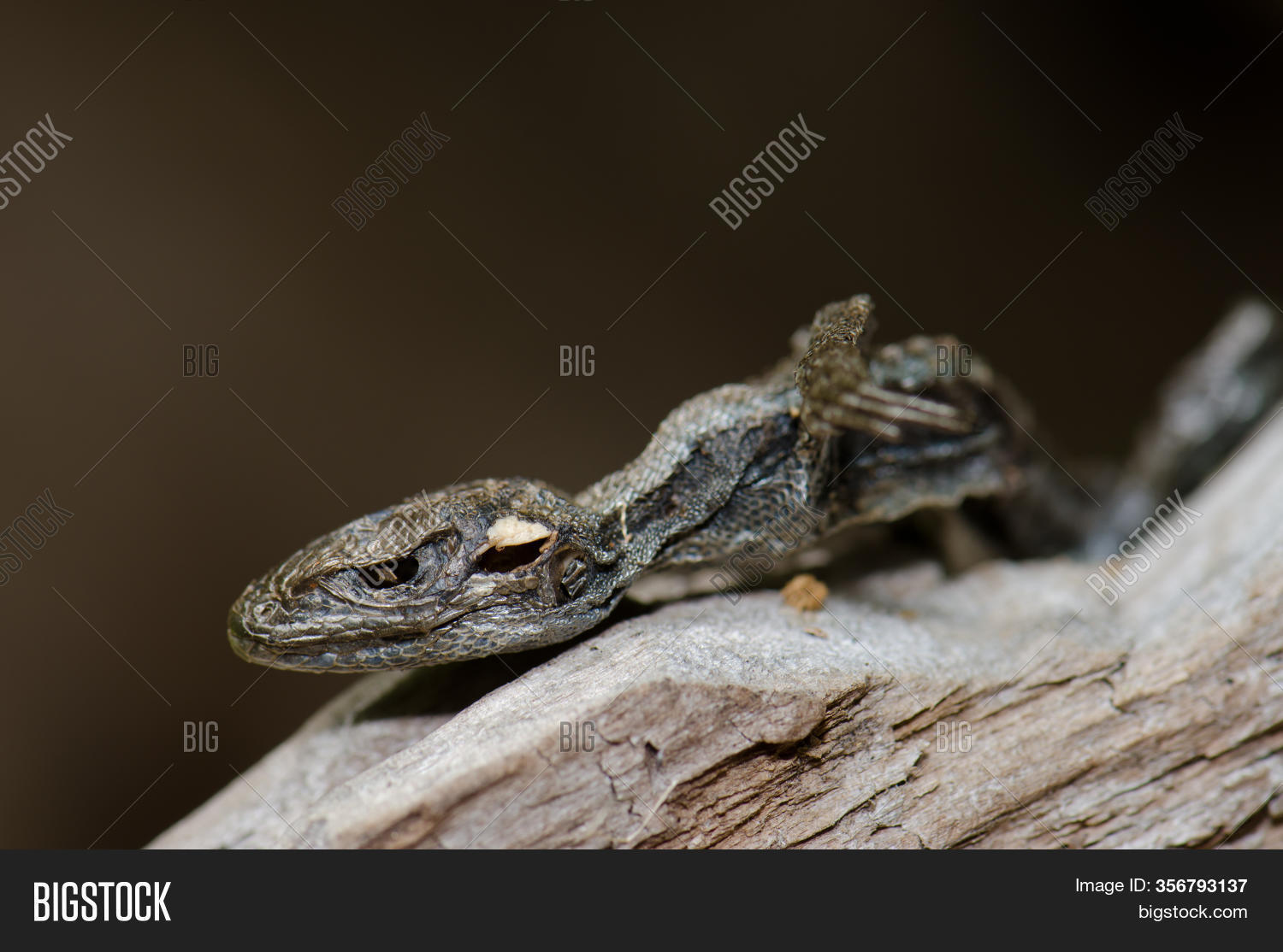 Mummified Orange- Image & Photo (Free Trial) | Bigstock