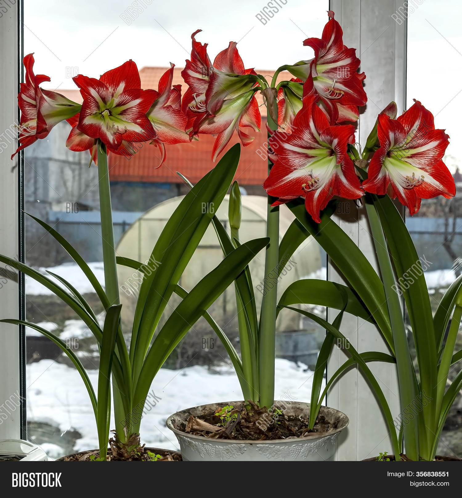 Large Red Amaryllis Image & Photo (Free Trial) | Bigstock