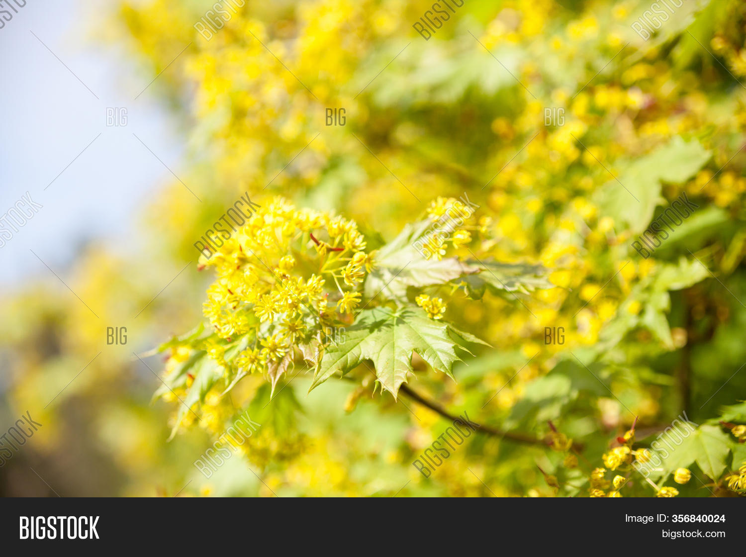 Flowers Maple Tree. Image & Photo (Free Trial) | Bigstock