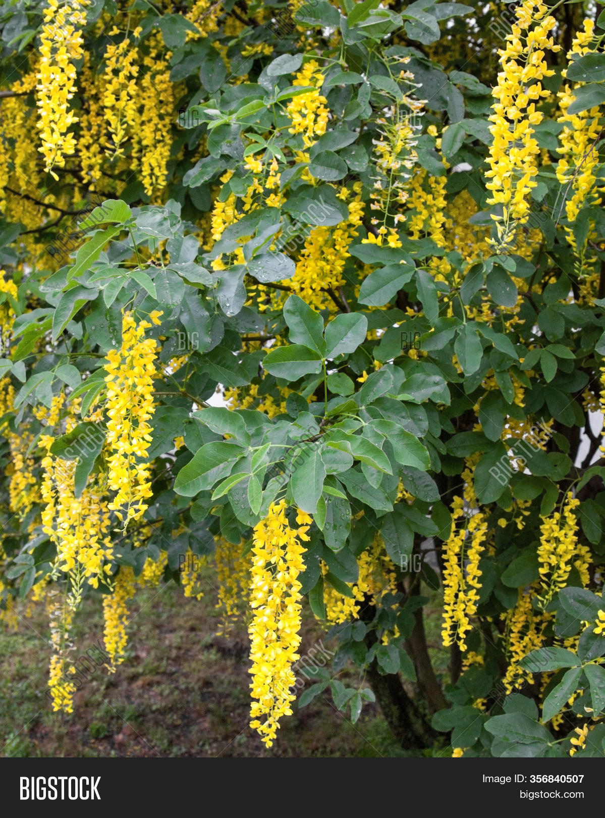 Blooming Laburnum Tree Image & Photo (Free Trial) | Bigstock
