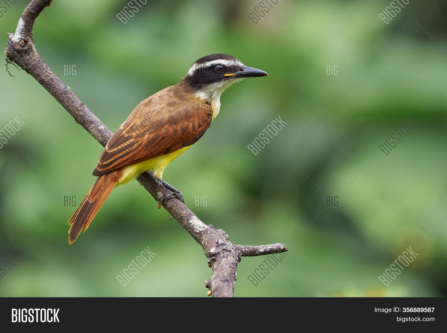 Yellow Rufus Bird Image & Photo (Free Trial) | Bigstock