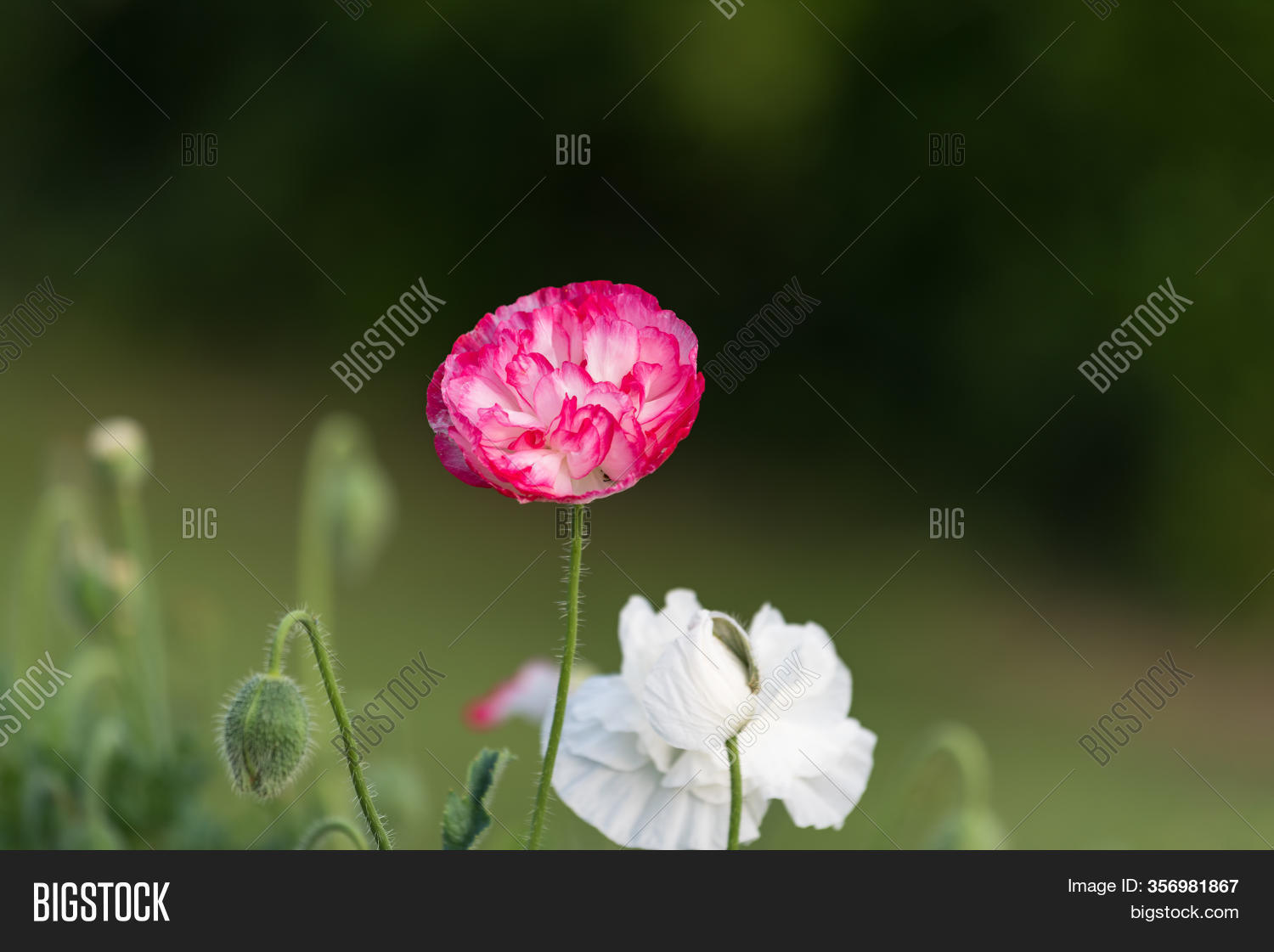 Red White Poppy Image & Photo (Free Trial) | Bigstock