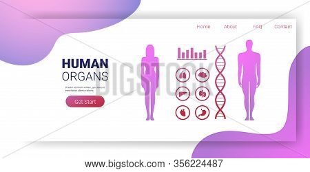 Human Body Structure Vector & Photo (Free Trial) | Bigstock