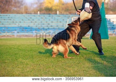 Police Dog Training Image & Photo (Free Trial) | Bigstock