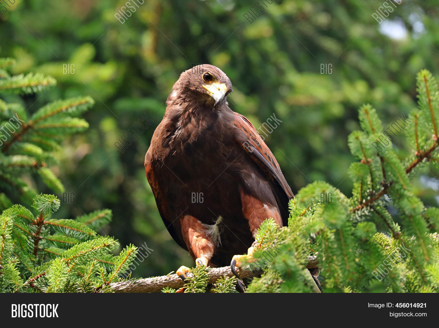 Harris Hawk Rapacious Image & Photo (Free Trial) | Bigstock