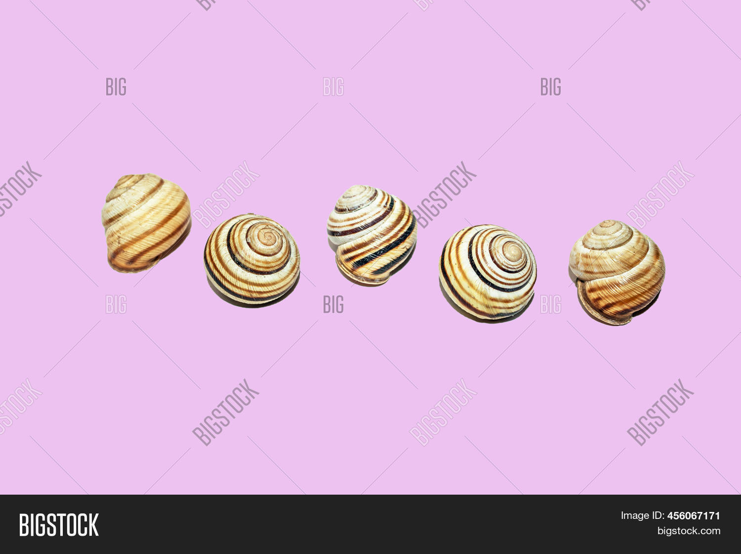 Shells Design. 图片和照片（免费试用） | Bigstock