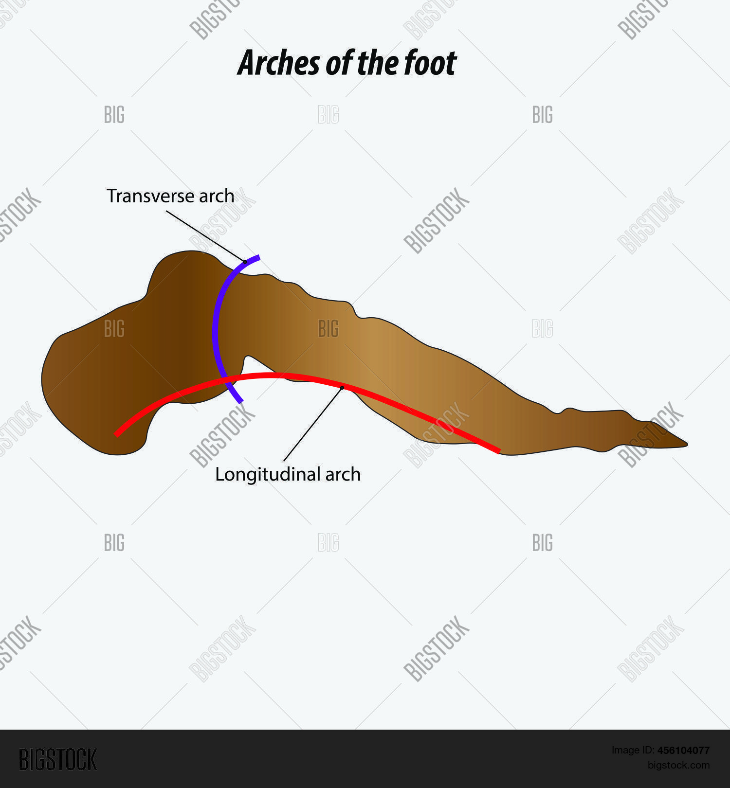Arches Foot Vector Vector & Photo (Free Trial) | Bigstock