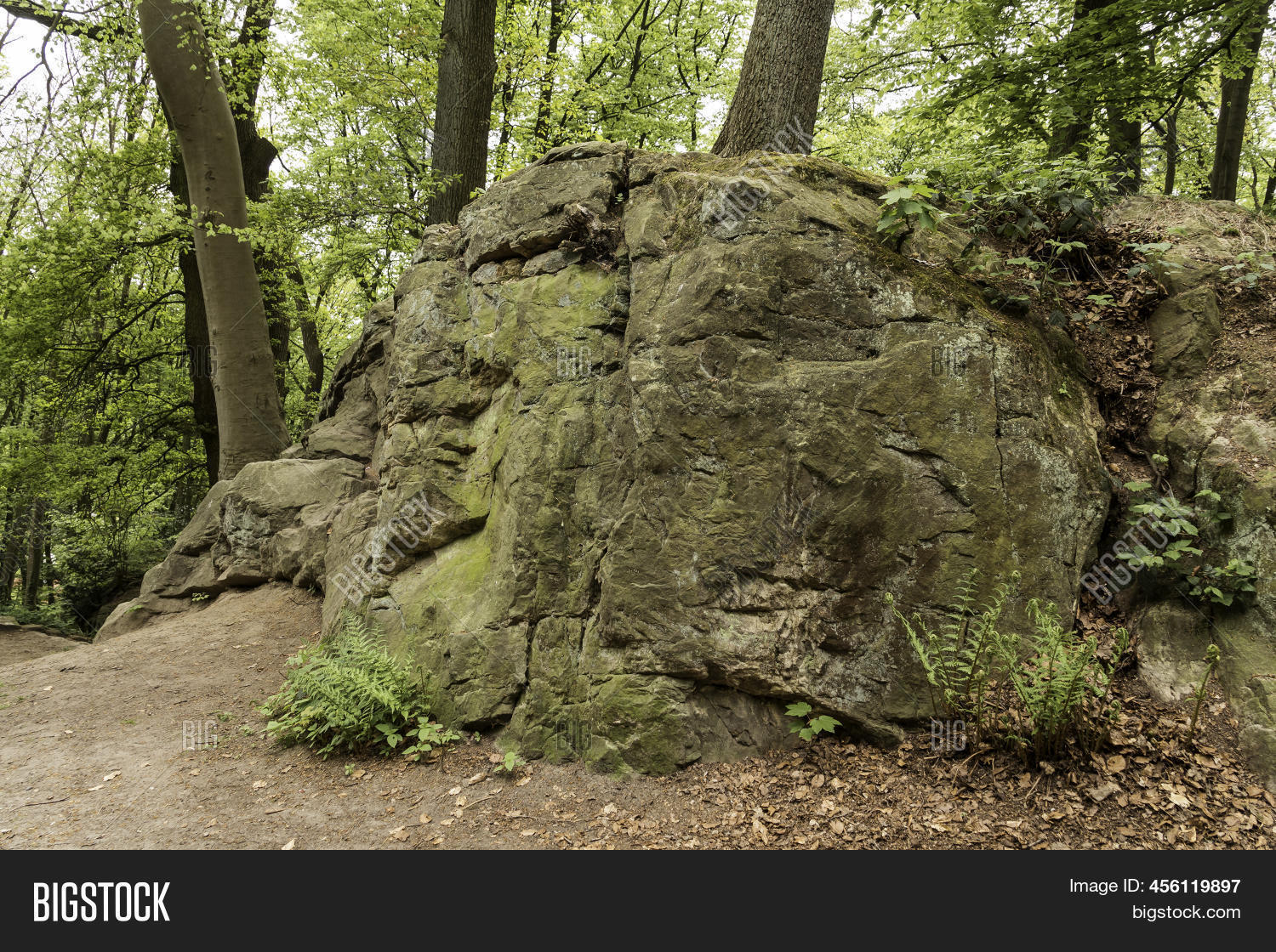 Big Rocks Tree Roots Image & Photo (Free Trial) | Bigstock