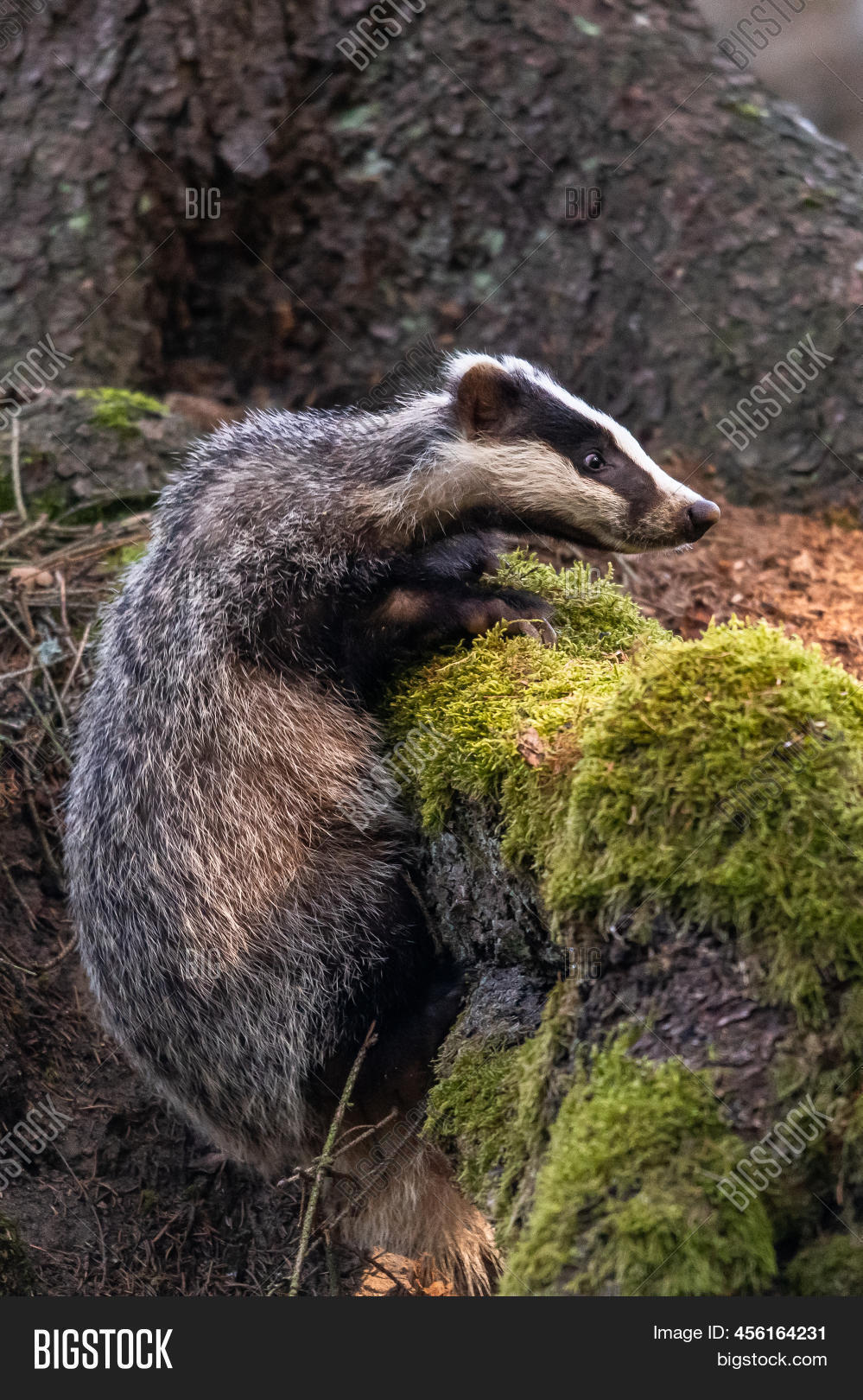 Forest Badger (meles Image & Photo (Free Trial) | Bigstock