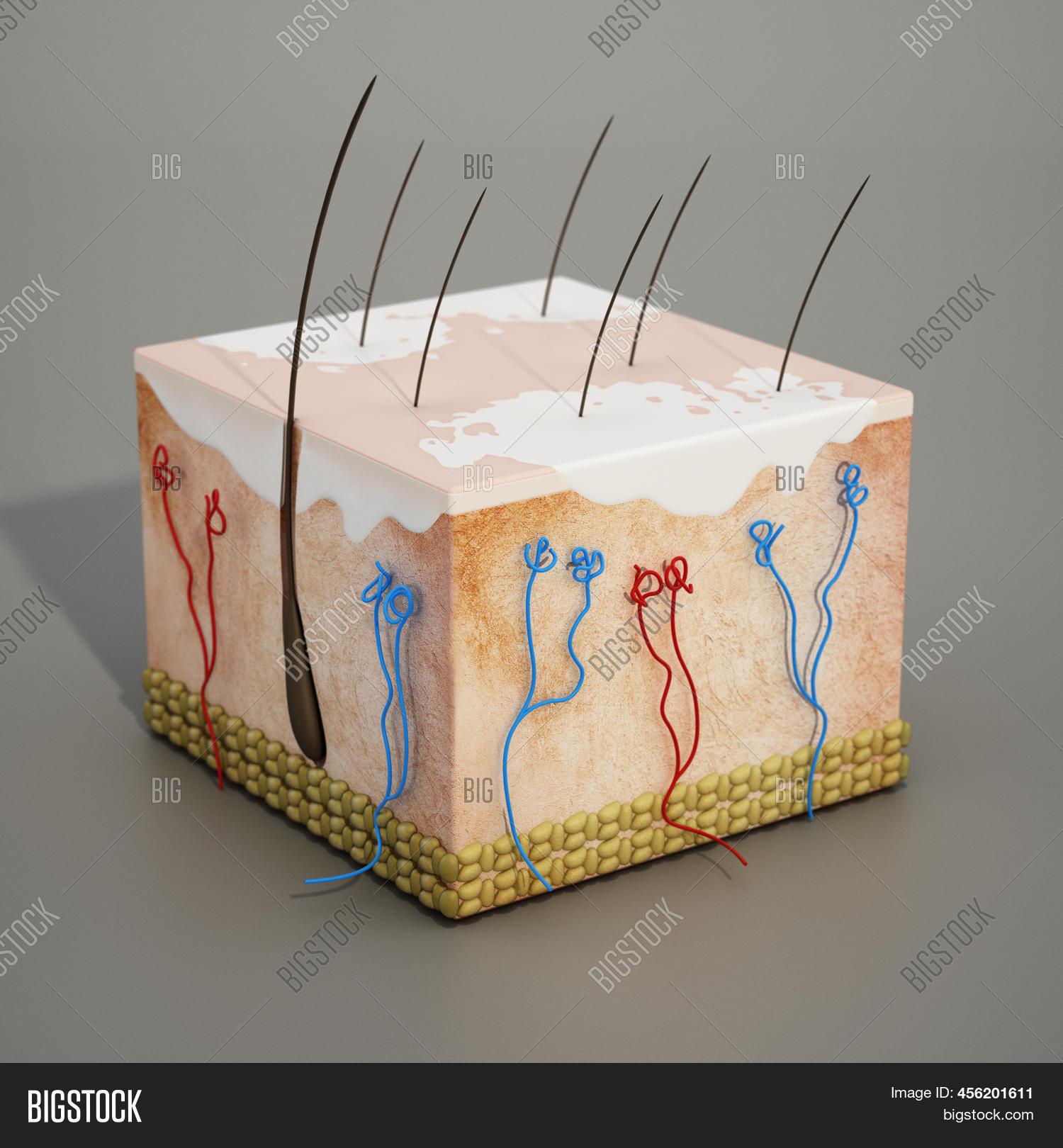 3d Structure Human Image & Photo (Free Trial) | Bigstock
