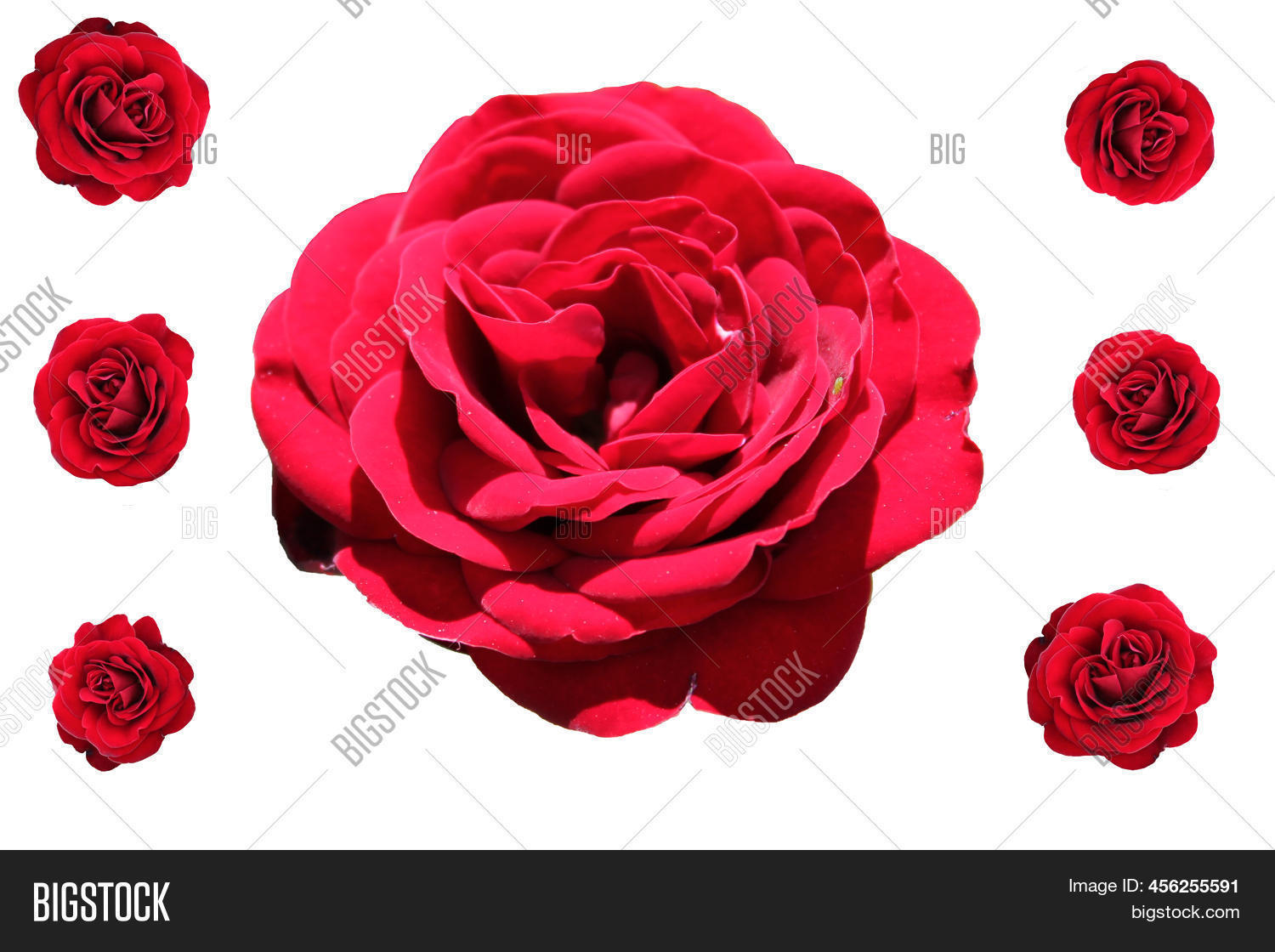 Beautiful Bud Lush Red Image & Photo (Free Trial) | Bigstock