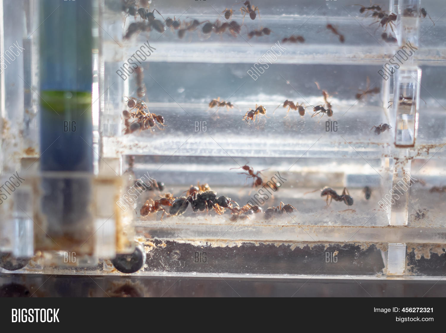 Ant Farm Colony Ants Image & Photo (Free Trial) | Bigstock