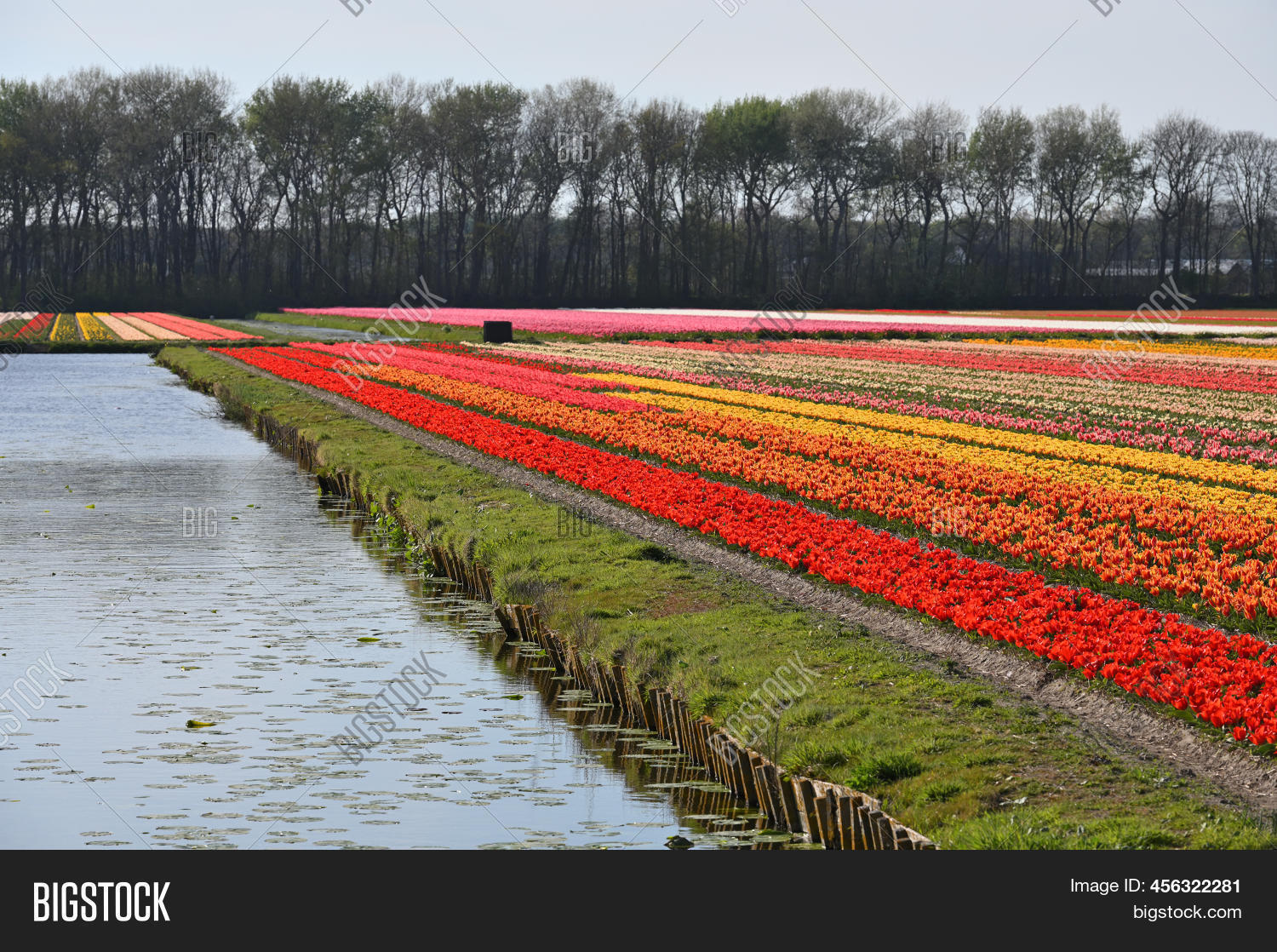 Tulip Field. Spring Image & Photo (Free Trial) | Bigstock