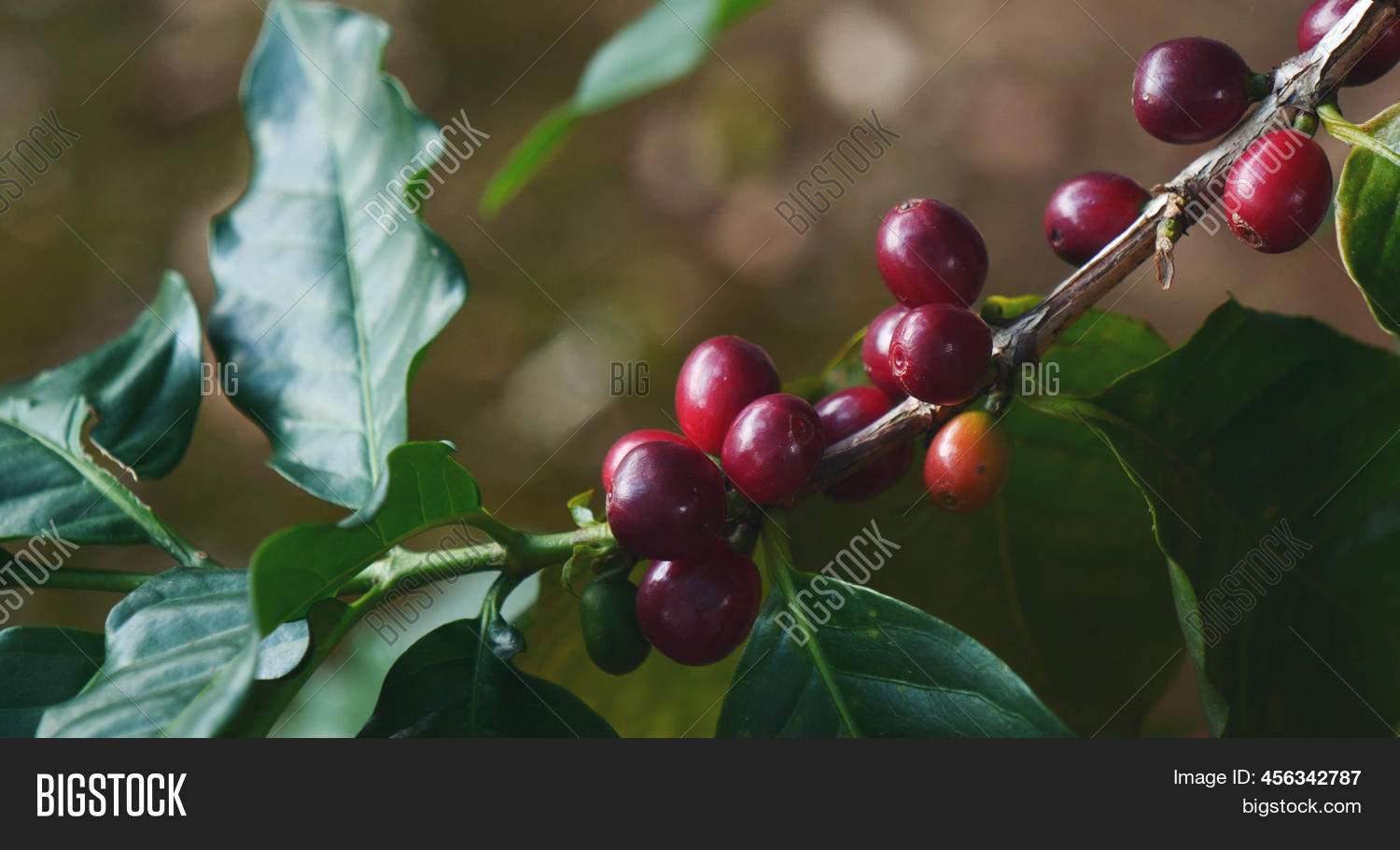 Ripe Red Coffee Bean Image & Photo (Free Trial) | Bigstock