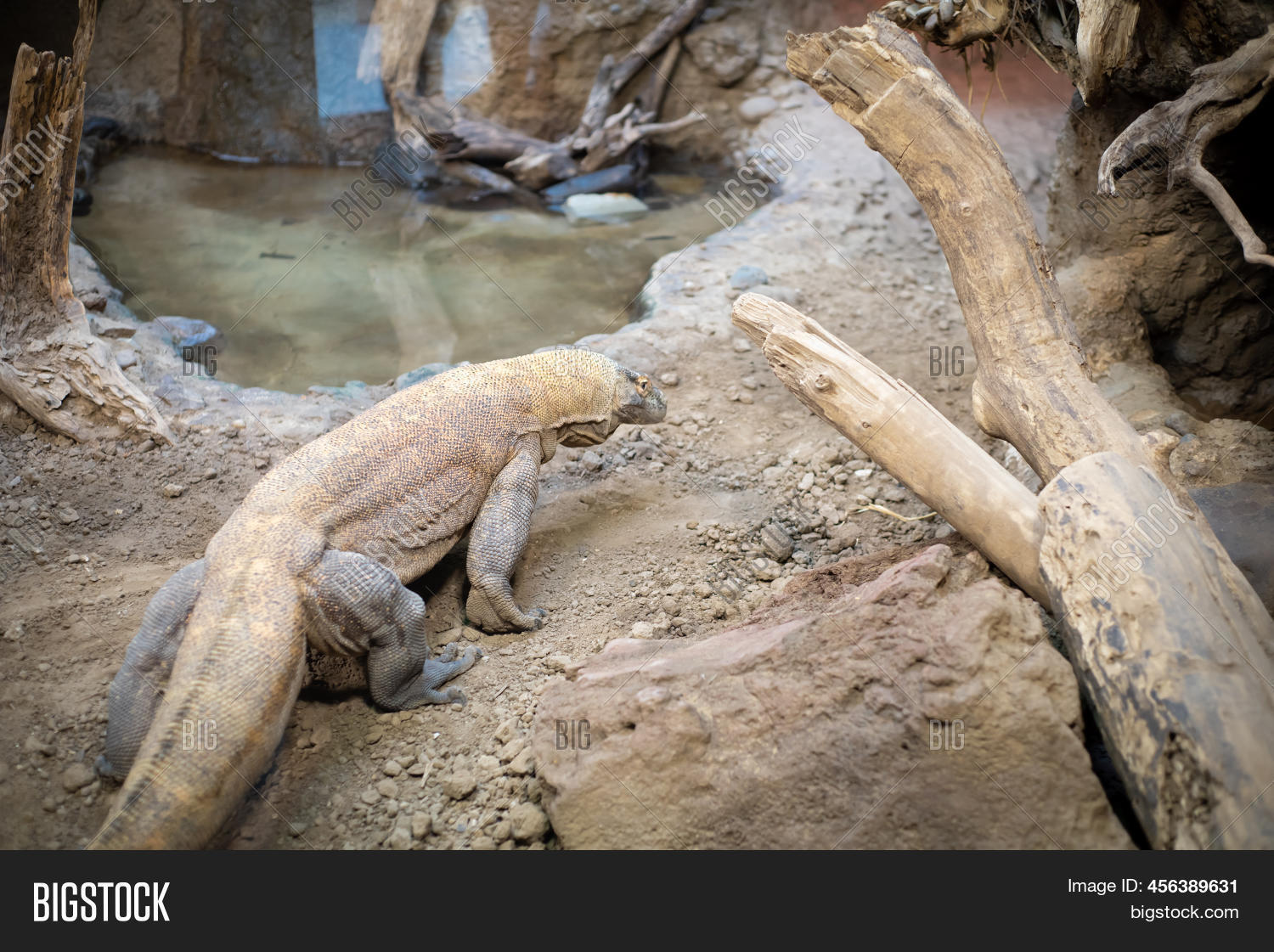 Rear View Giant Komodo Image & Photo (Free Trial) | Bigstock