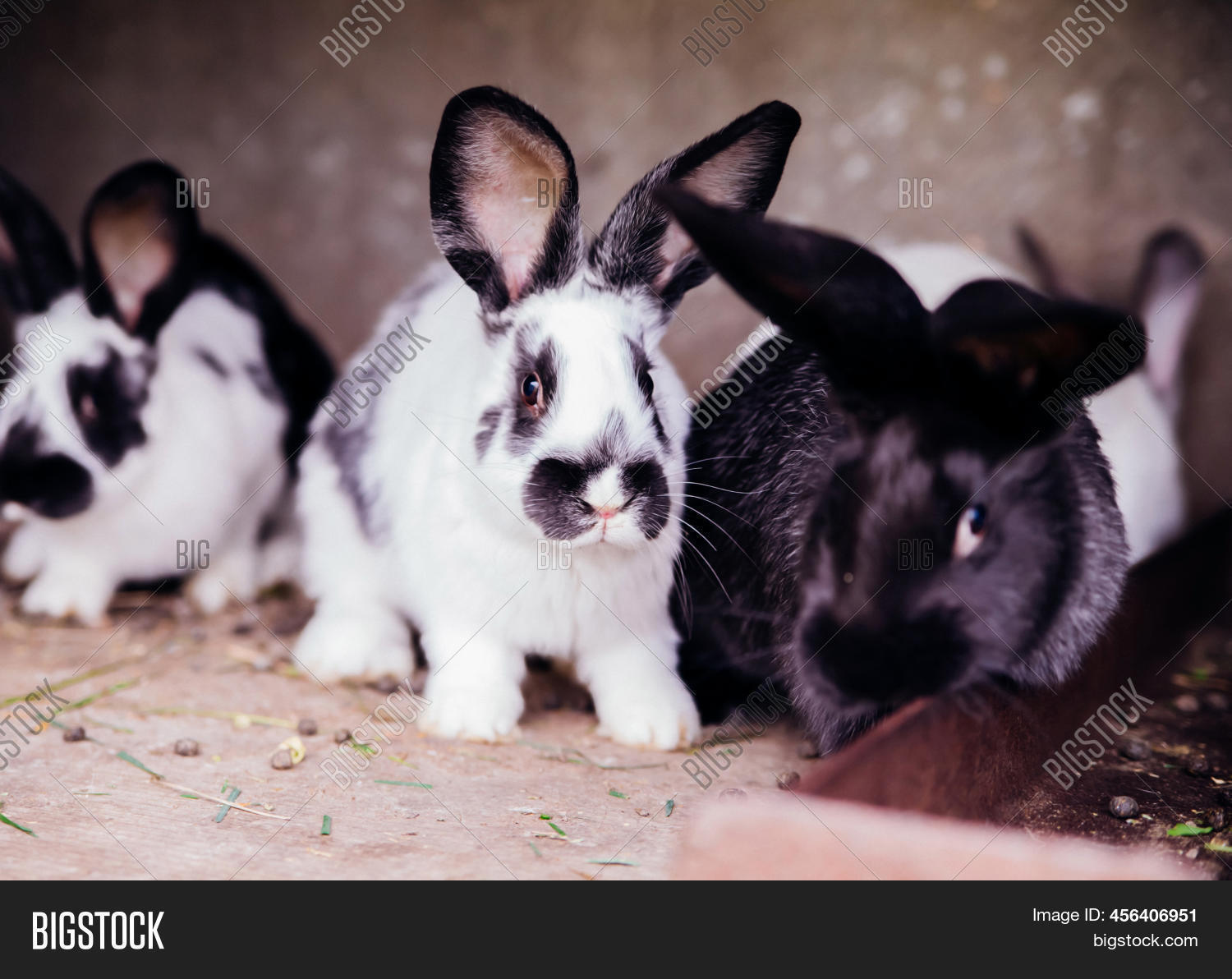 Family Little Rabbits Image & Photo (Free Trial) | Bigstock