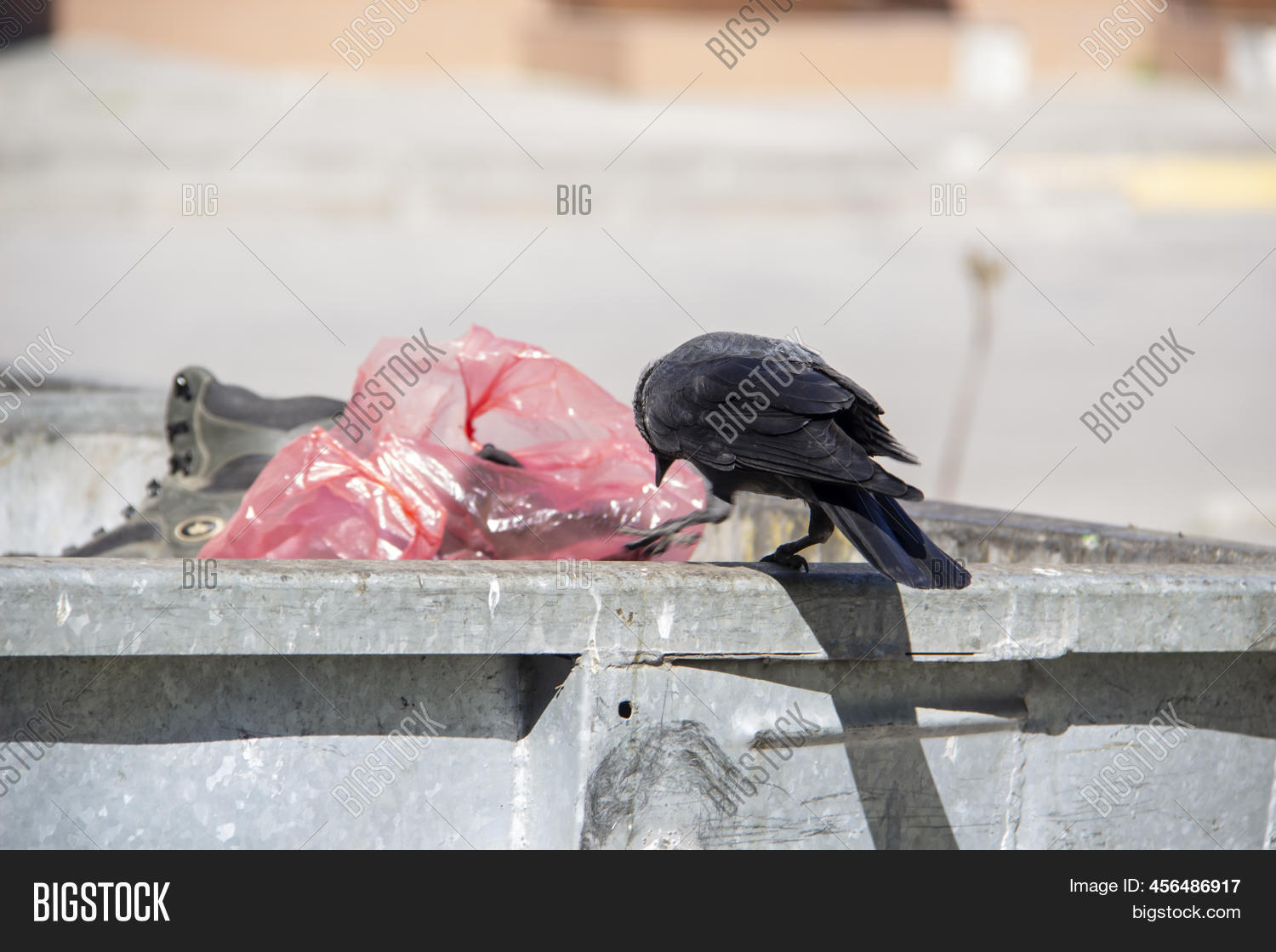 Jackdaw Sits On Metal Image & Photo (Free Trial) | Bigstock