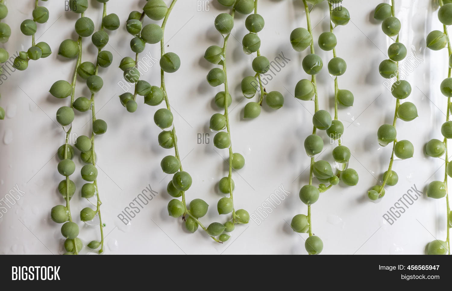 String Pearls Hanging Image & Photo (Free Trial) | Bigstock