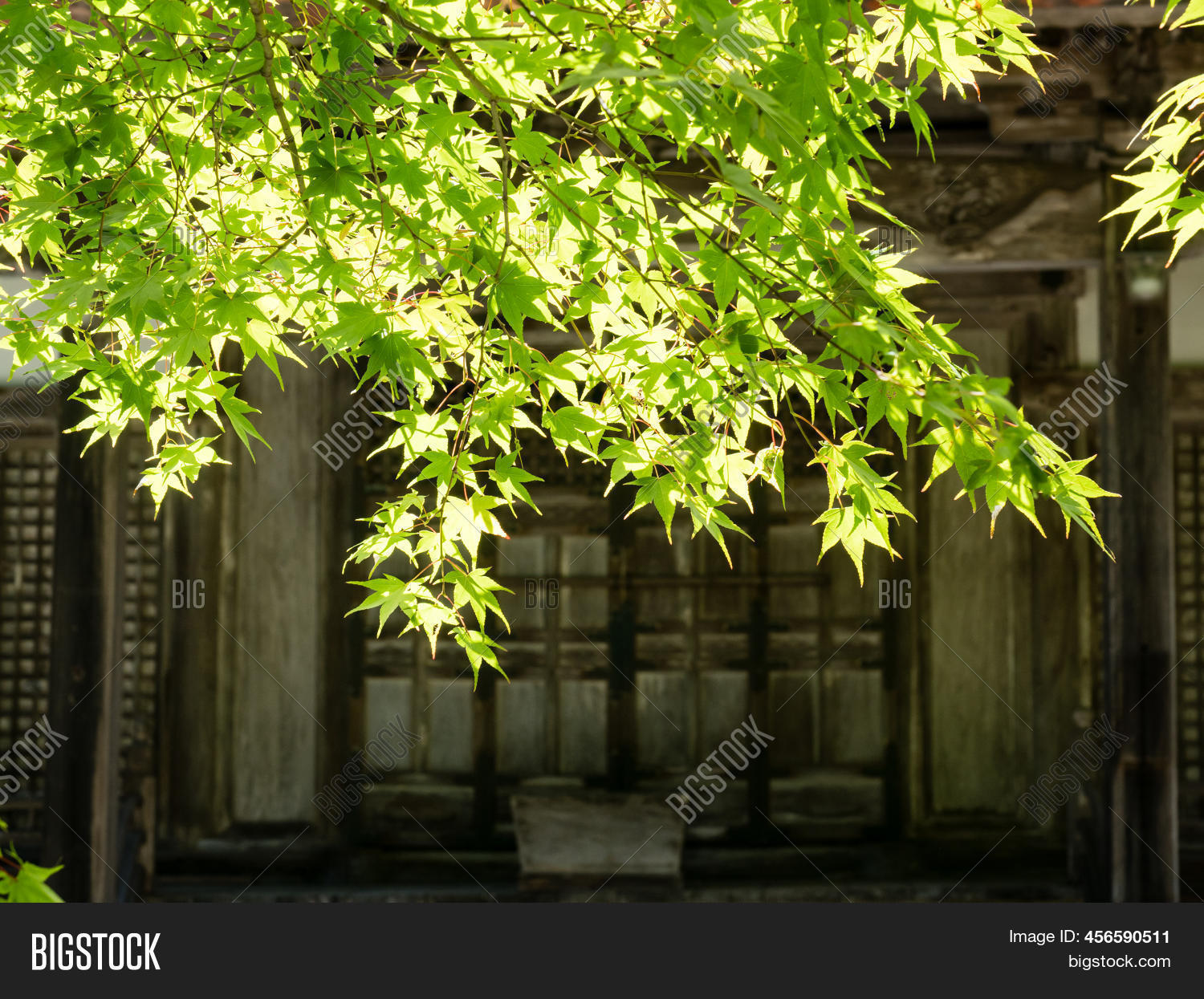Green Maple Tree Image & Photo (Free Trial) | Bigstock