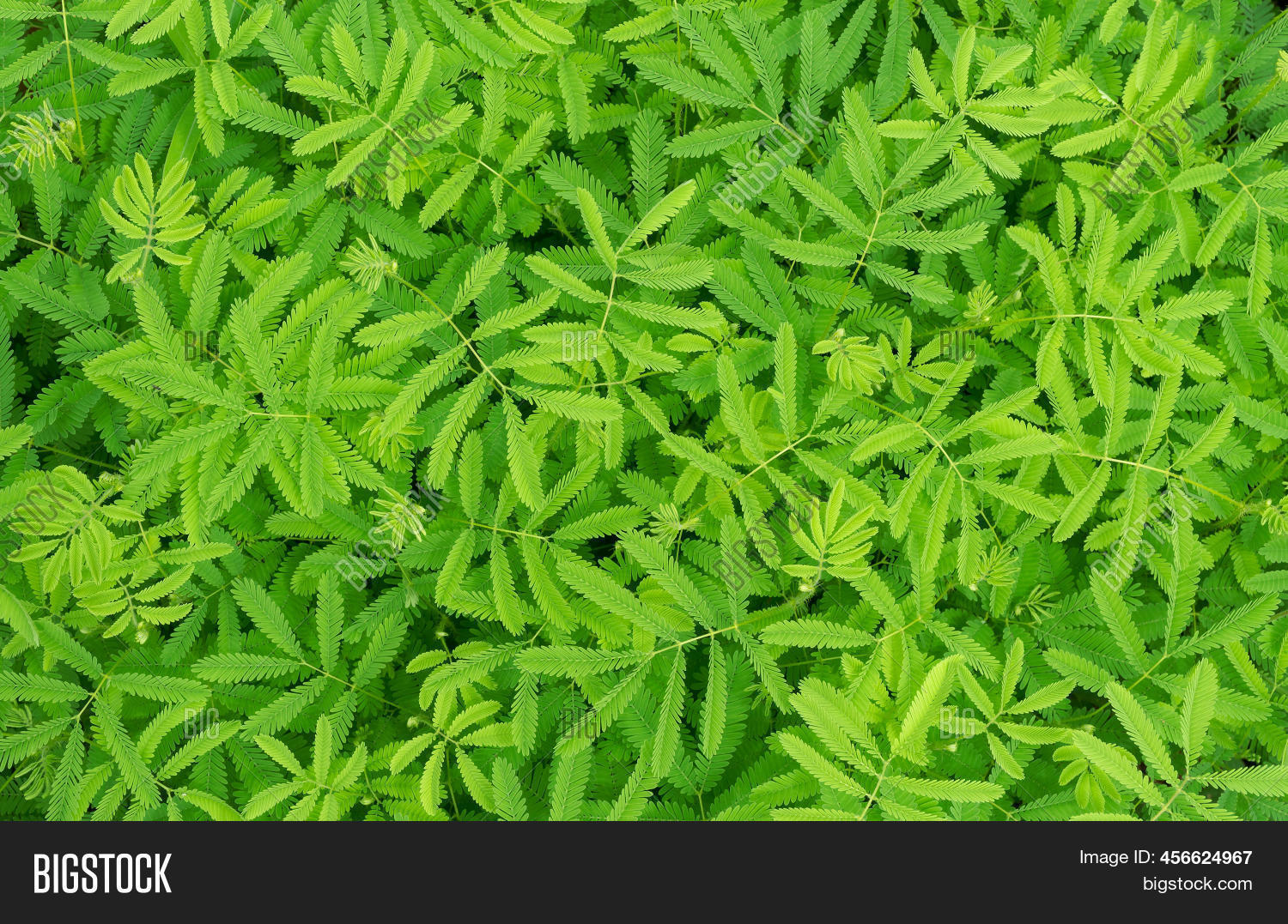 Mimosa Invisa Leaves Image & Photo (Free Trial) | Bigstock