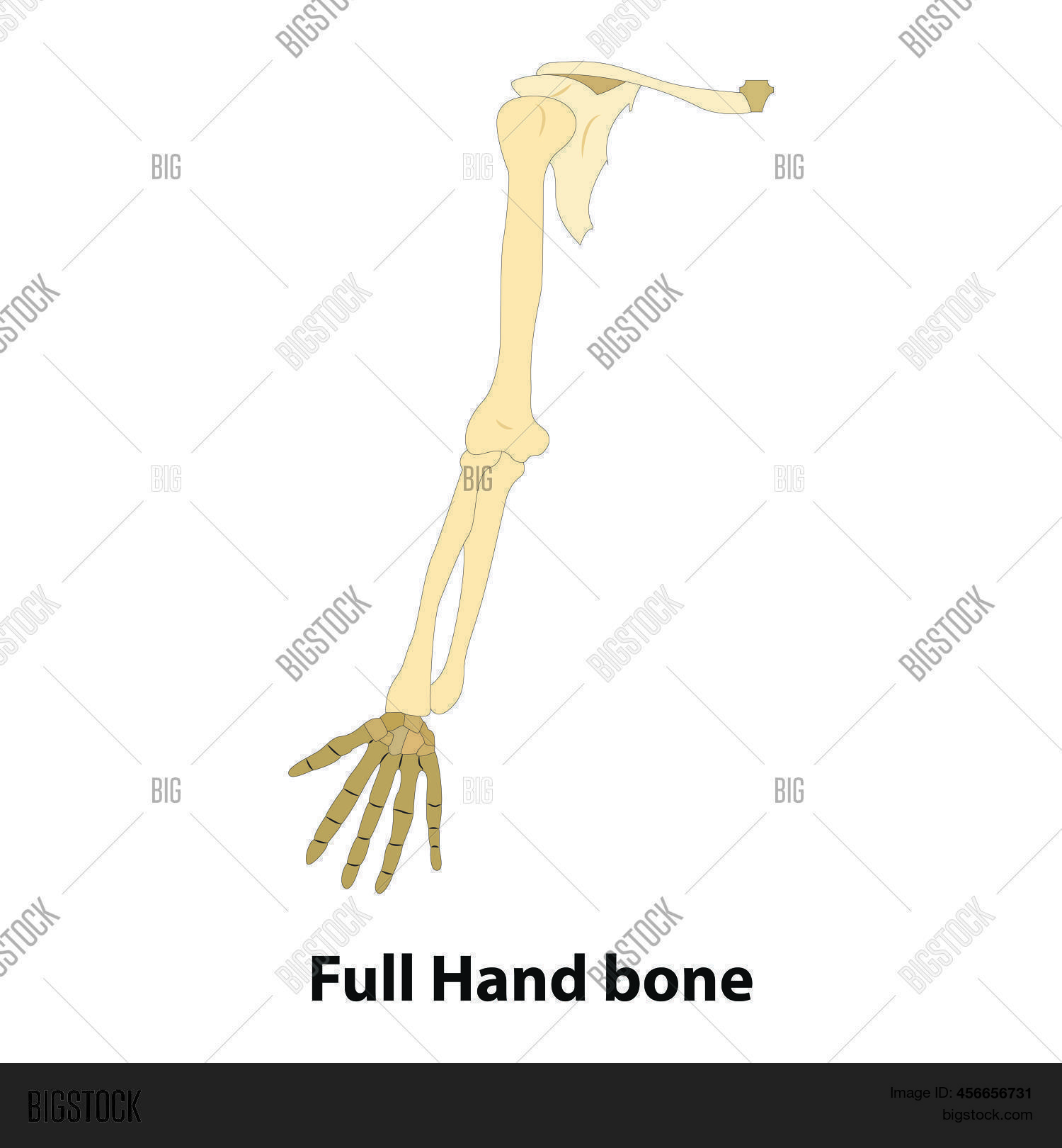Full Hand Bone. Vector & Photo (Free Trial) | Bigstock