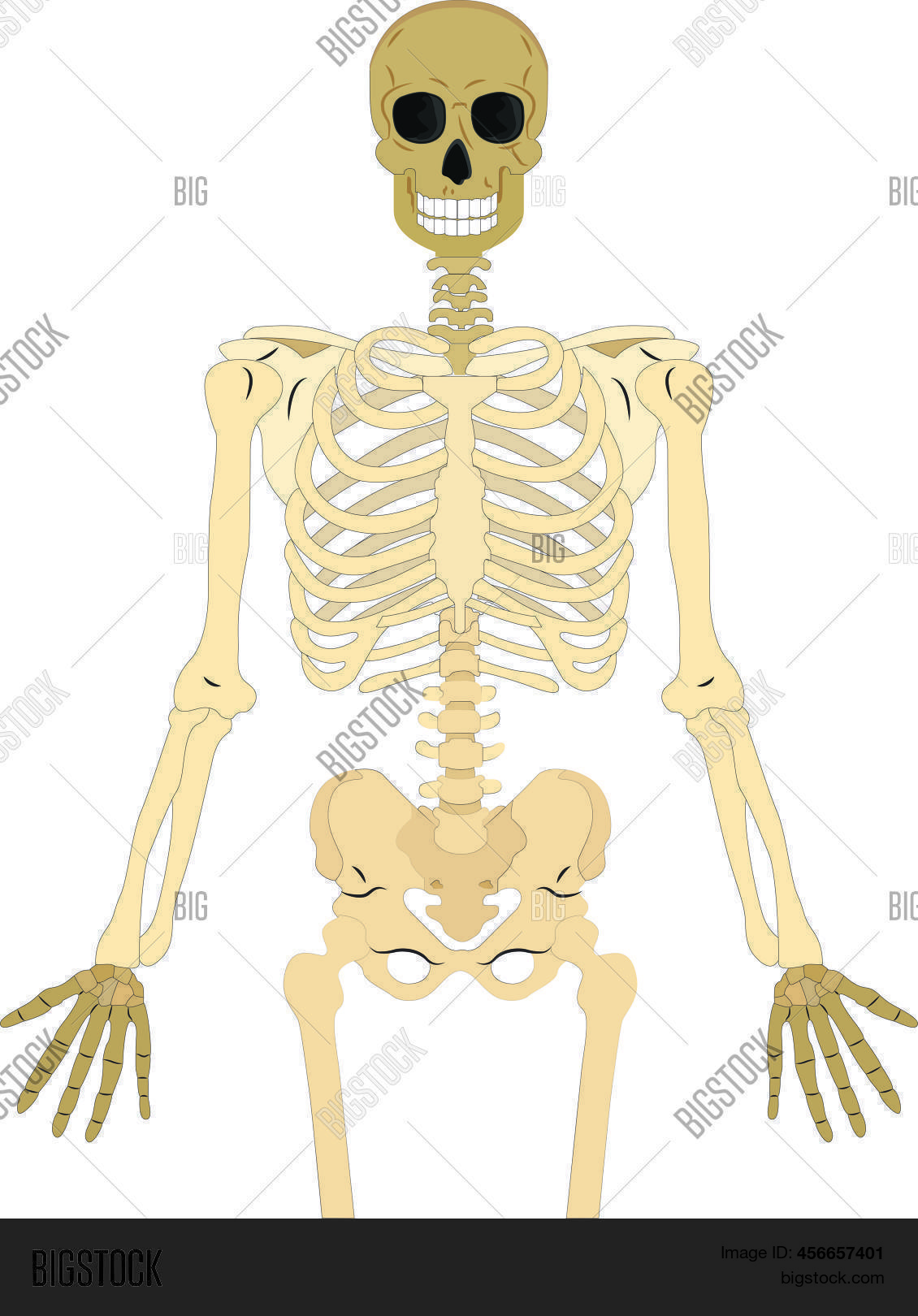 Skeletal Human Bones Vector & Photo (Free Trial) | Bigstock