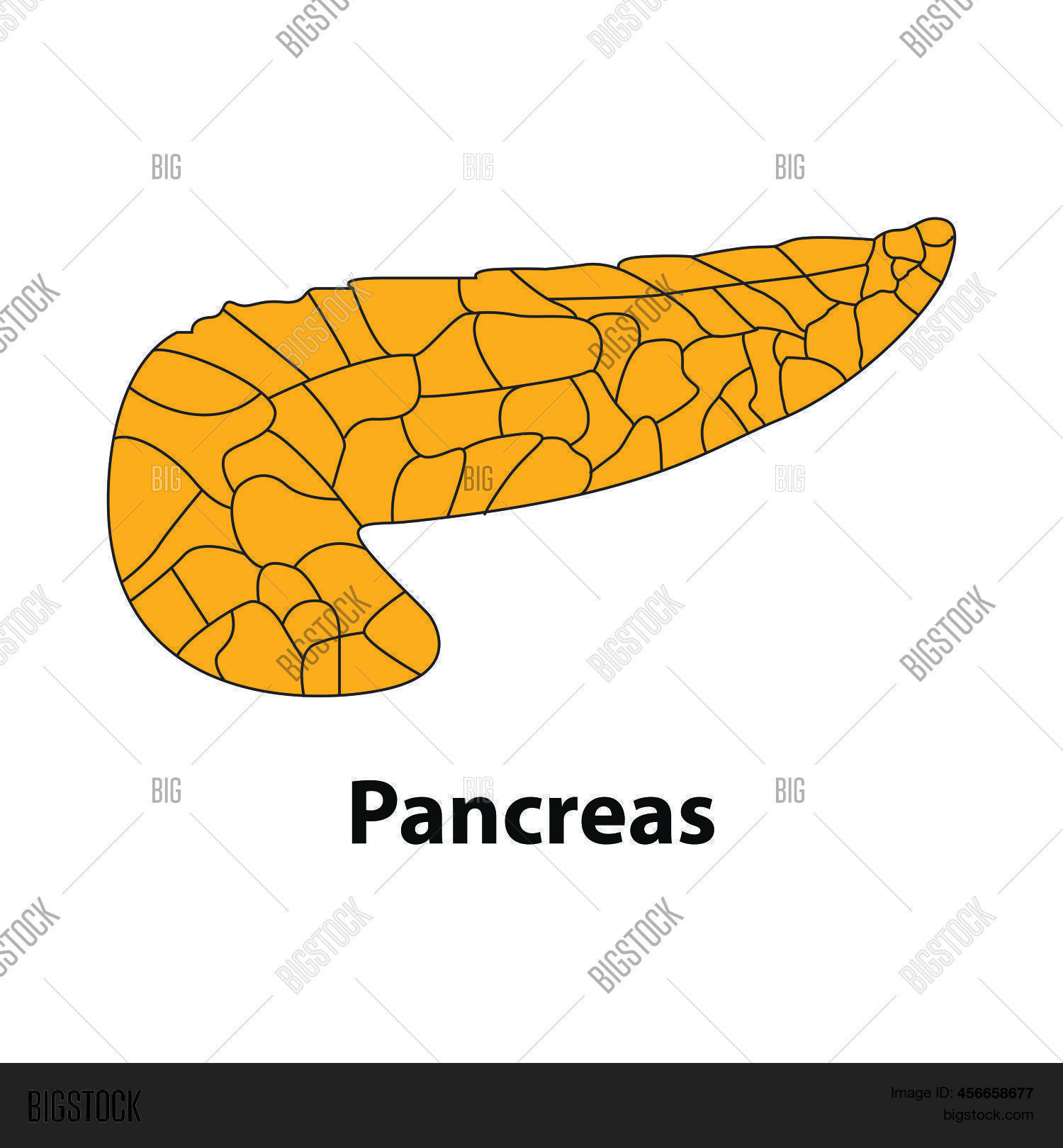 Human Body Internal Vector & Photo (Free Trial) | Bigstock