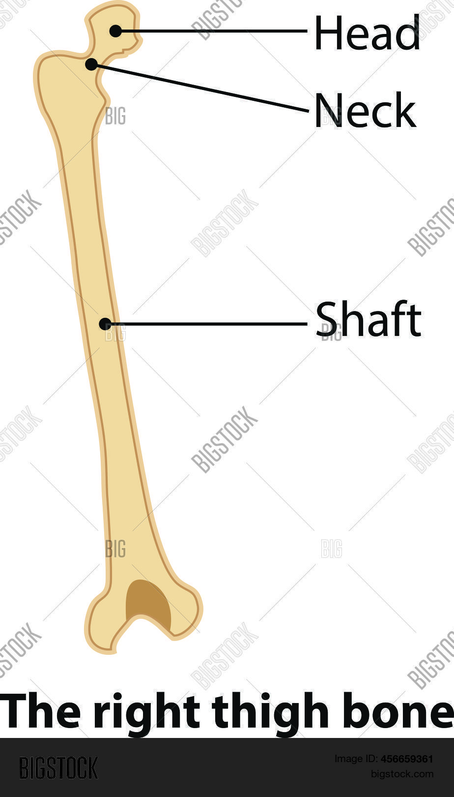 Right Thigh Bone. Vector & Photo (Free Trial) | Bigstock
