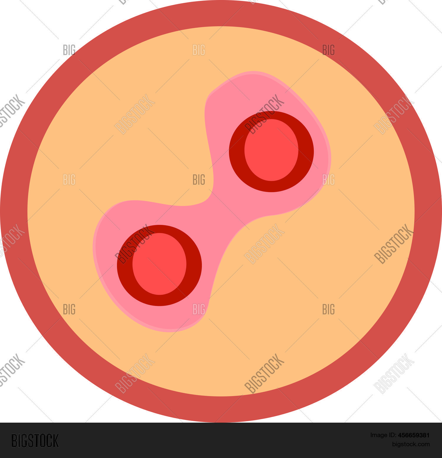 Human Embryo Egg. Vector & Photo (Free Trial) | Bigstock