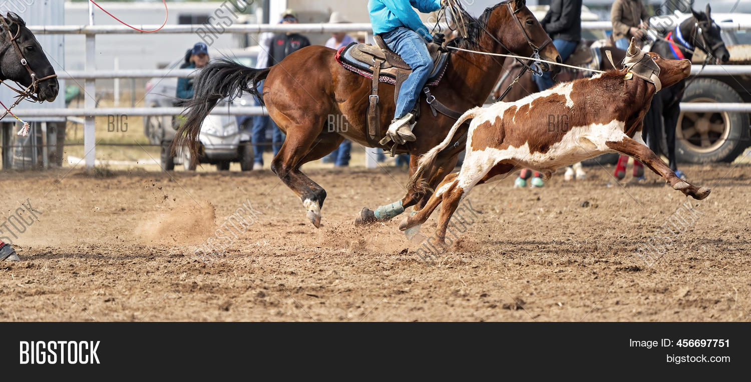 Calf Being Lassoed Image & Photo (Free Trial) | Bigstock