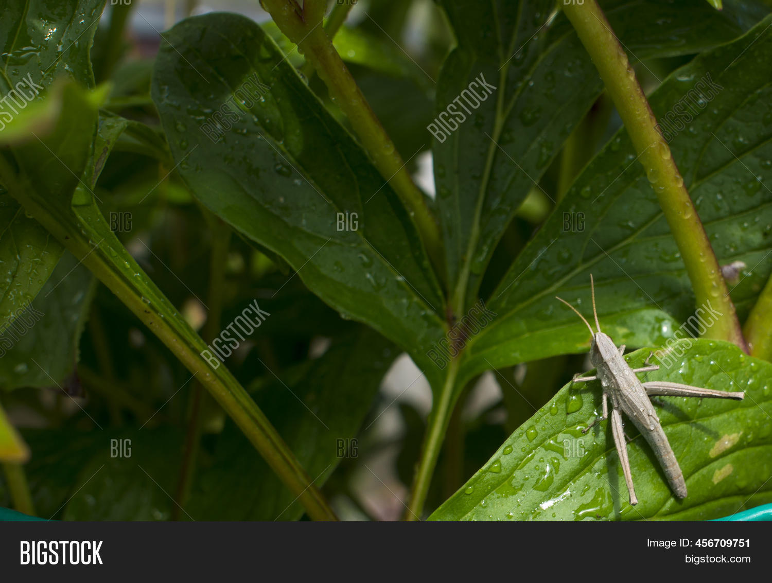 White-banded Image & Photo (Free Trial) | Bigstock