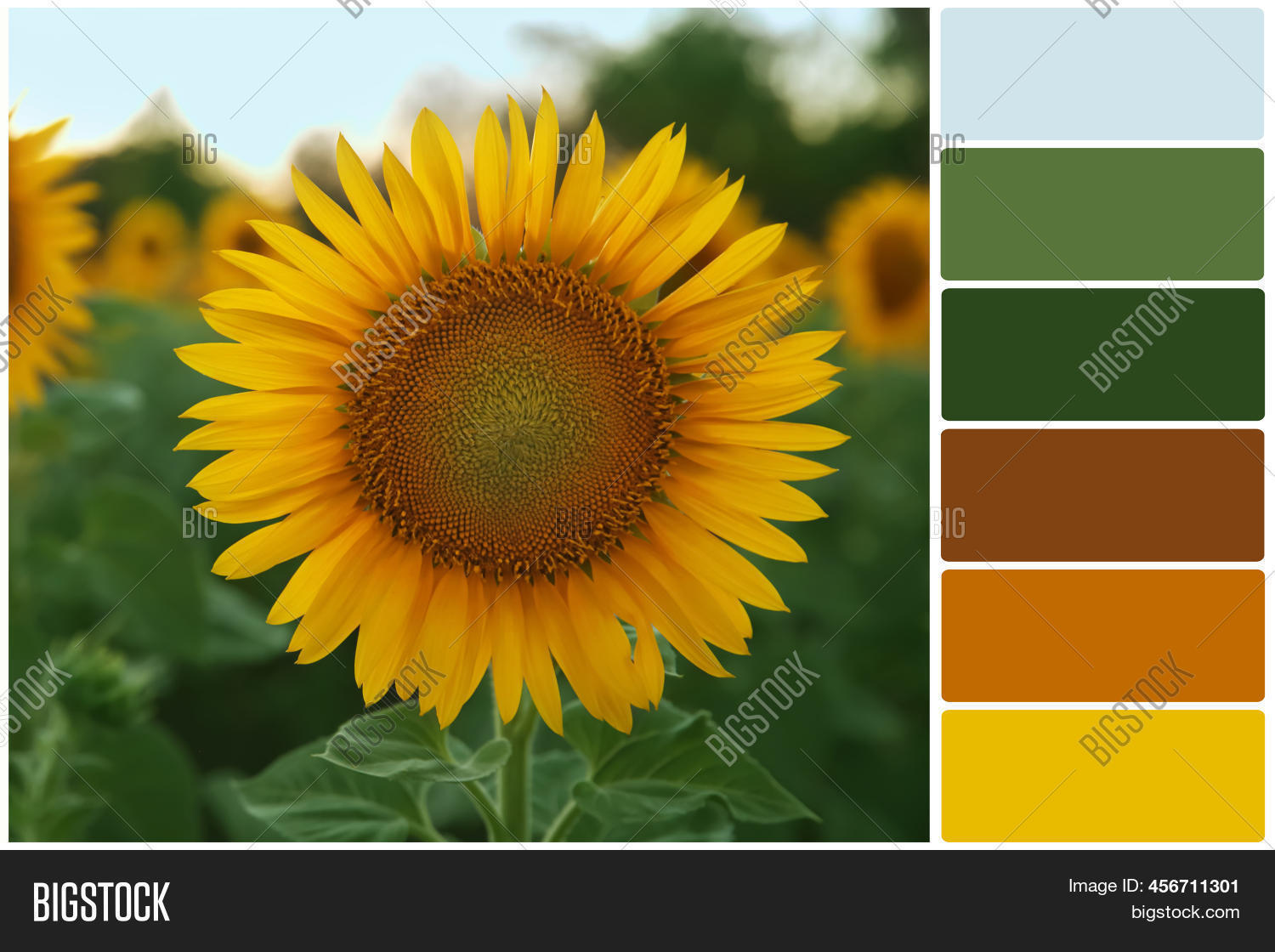 Color Palette Image & Photo (Free Trial) | Bigstock