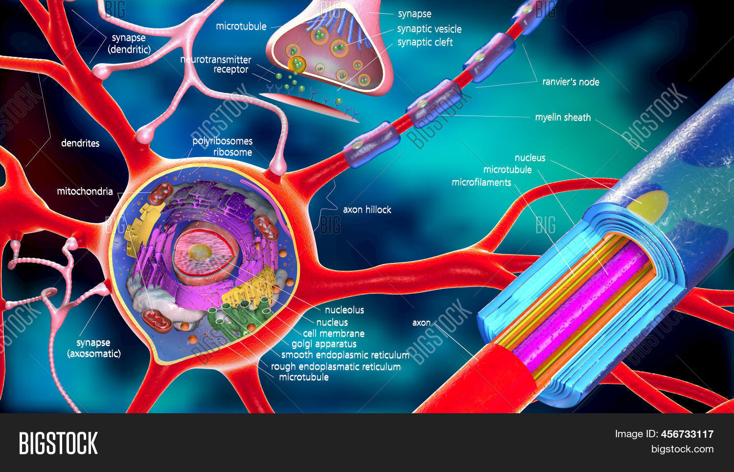 Structure Neuron Cell- Image & Photo (Free Trial) | Bigstock