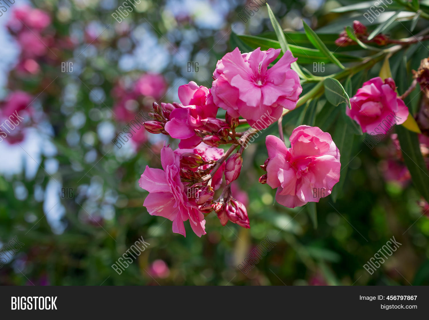 Bright Red Nerium Image & Photo (Free Trial) | Bigstock