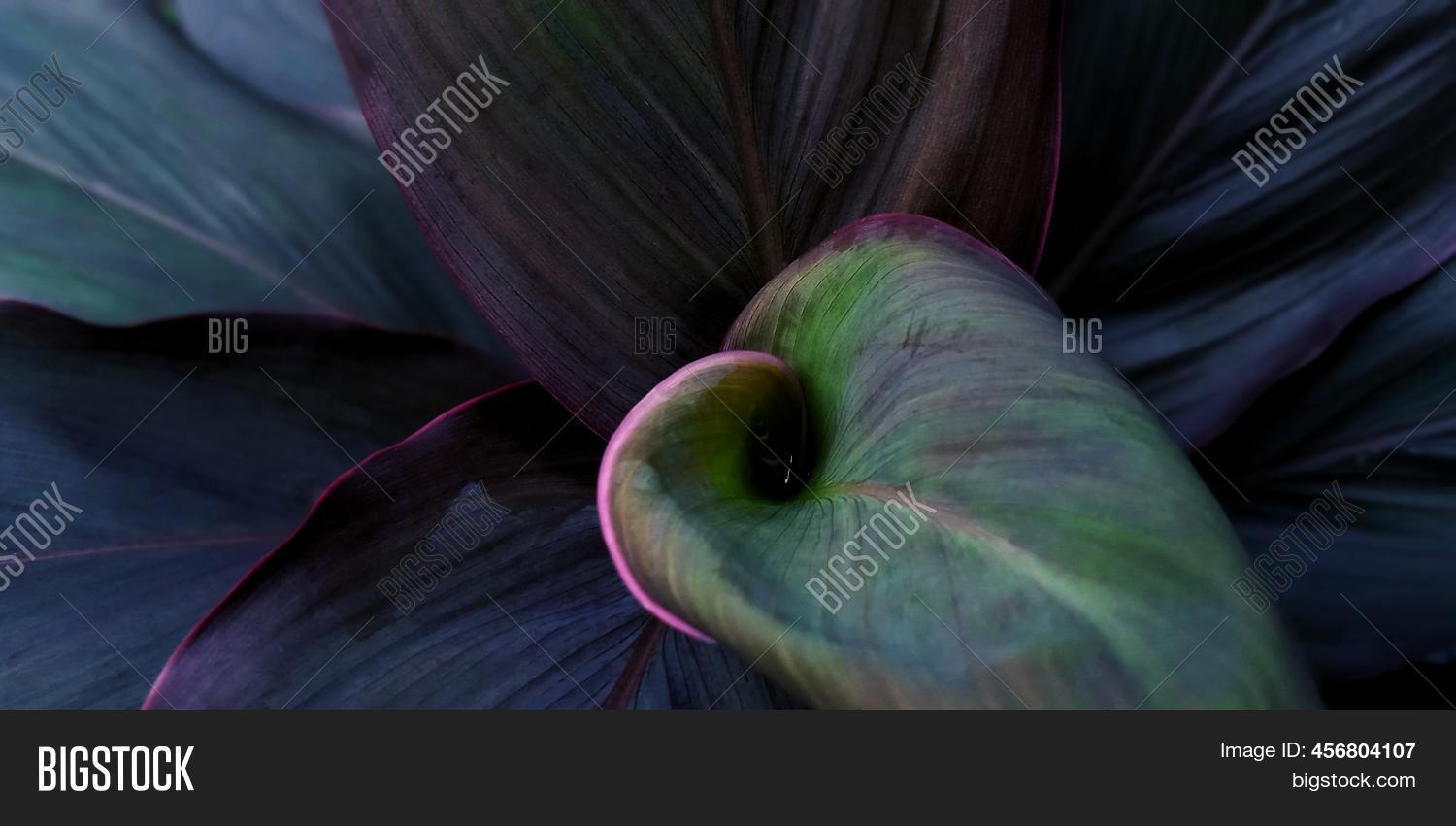 Beautiful Natural Red Image & Photo (Free Trial) | Bigstock