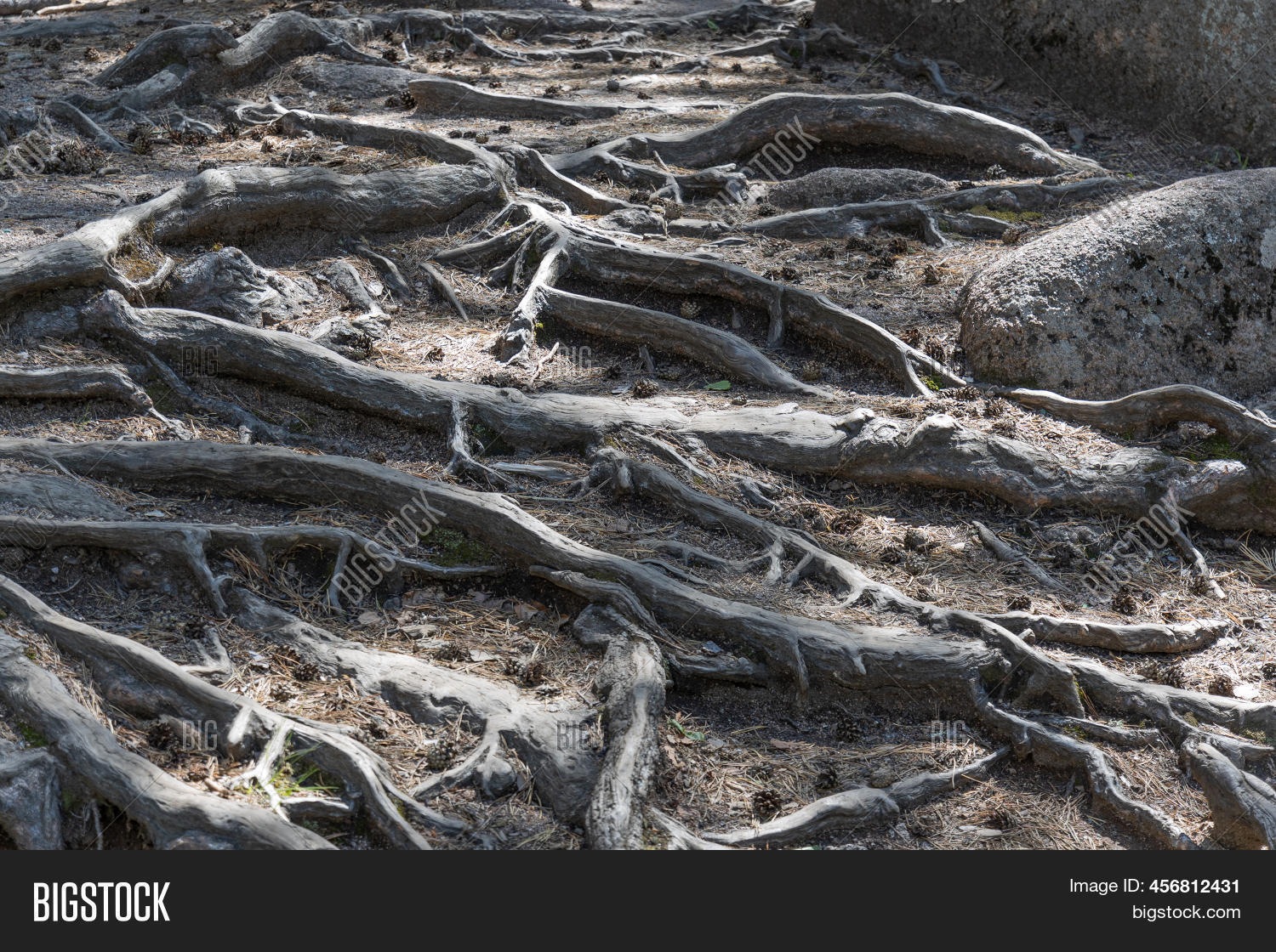 ภาพและภาพถ่าย (ทดลองใช้ฟรี) | Bigstock