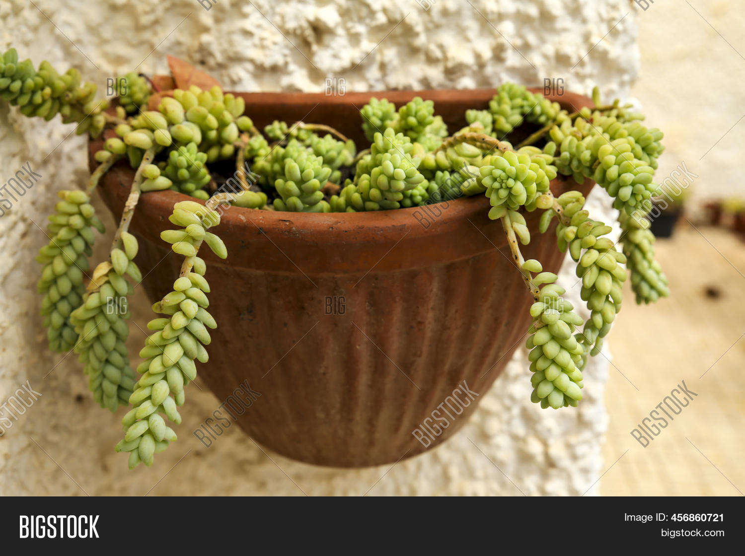 Beautiful Sedum Image & Photo (Free Trial) | Bigstock