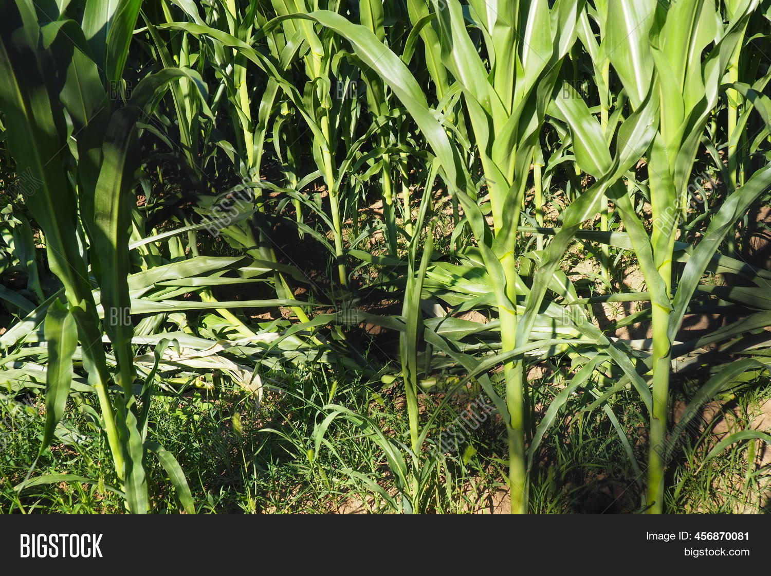 Corn Tall Annual Image & Photo (Free Trial) | Bigstock