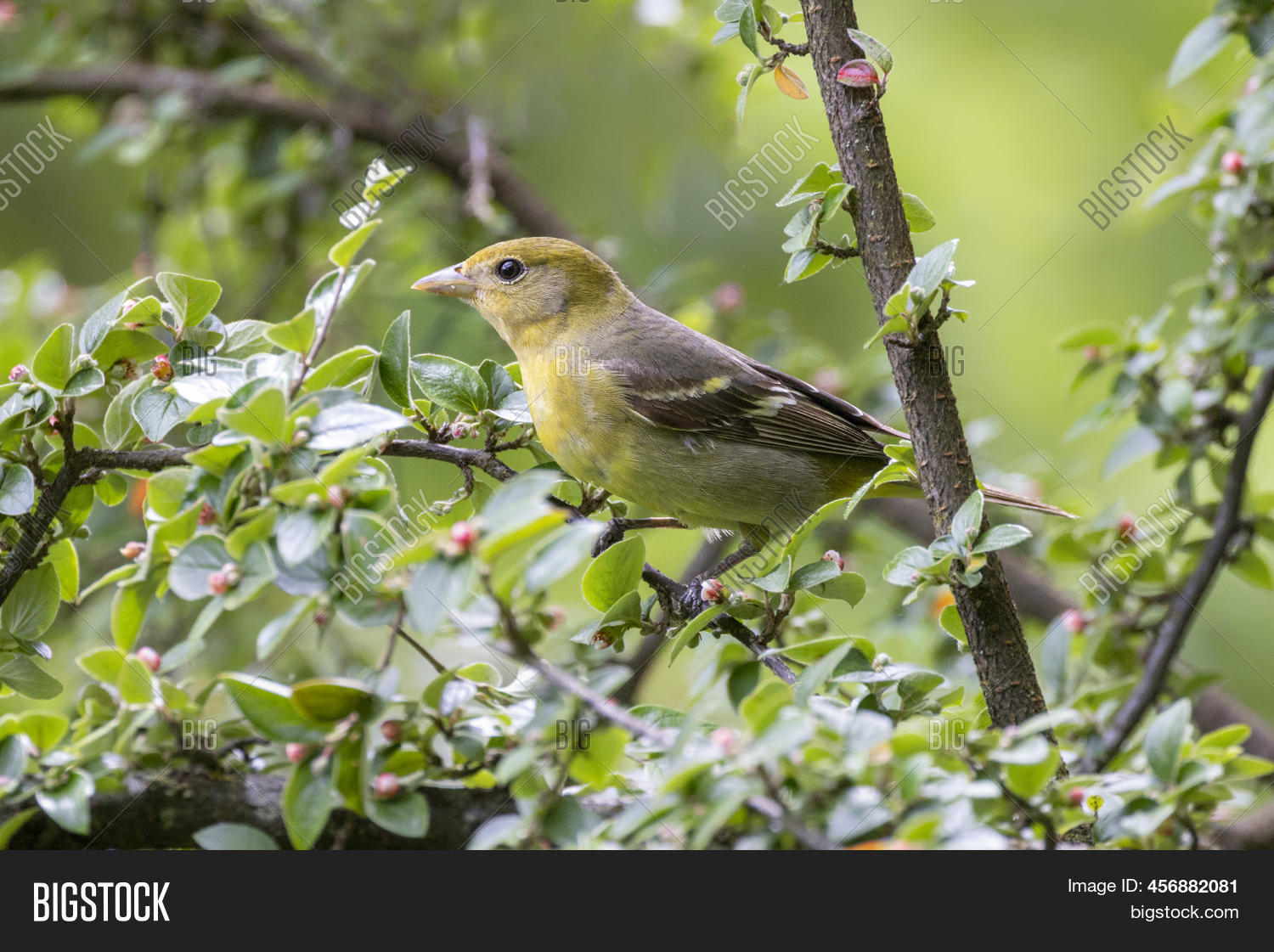 Female Western Tanager Image & Photo (Free Trial) | Bigstock