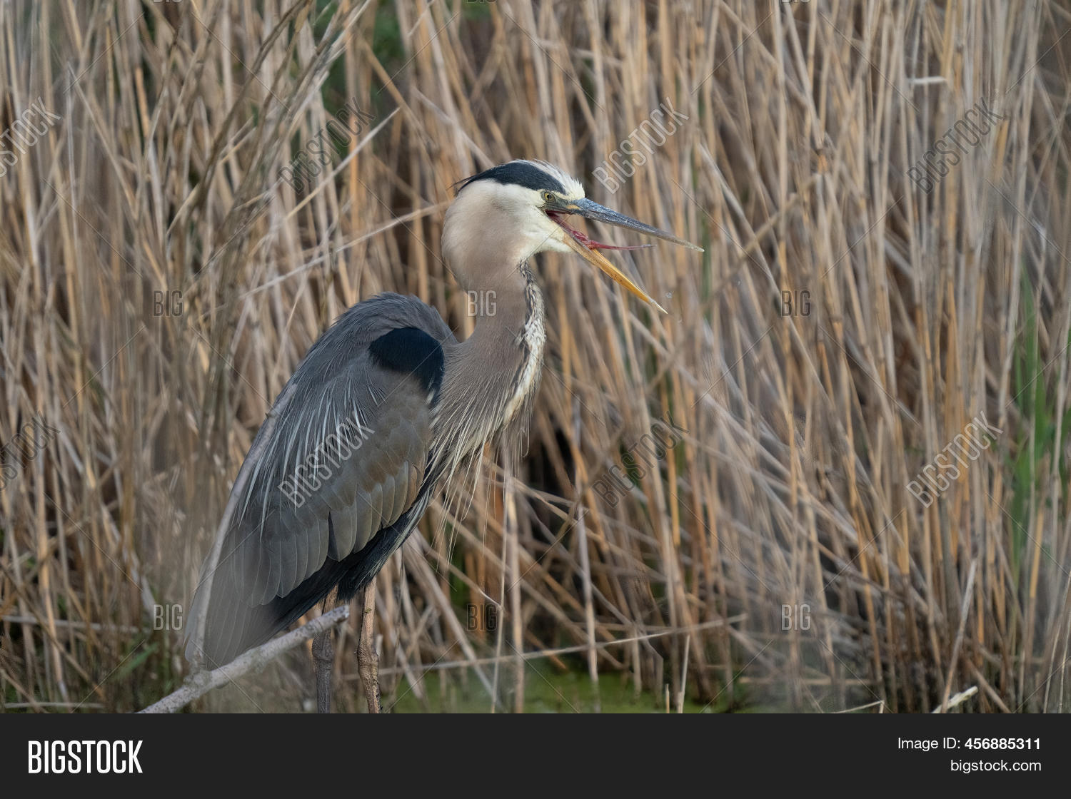 Great Blue Heron Gets Image & Photo (Free Trial) | Bigstock