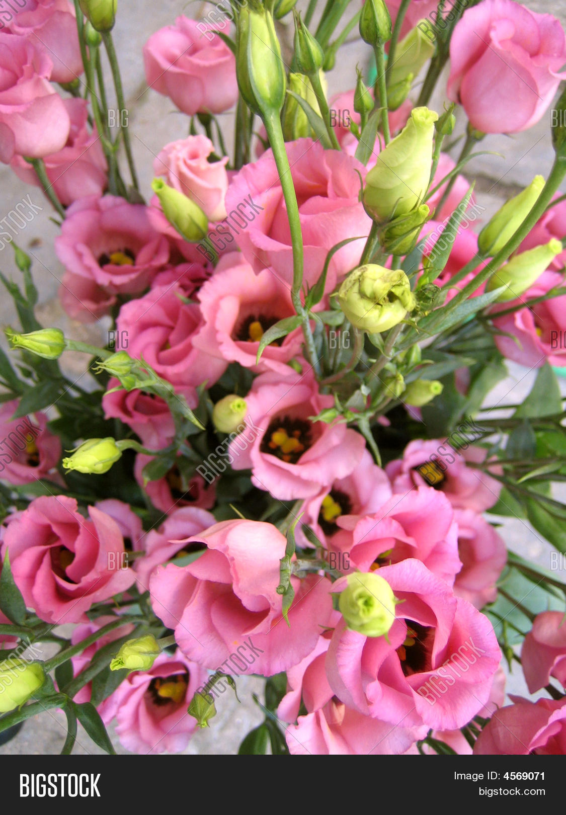 Pink Lisianthus Image & Photo (Free Trial) | Bigstock